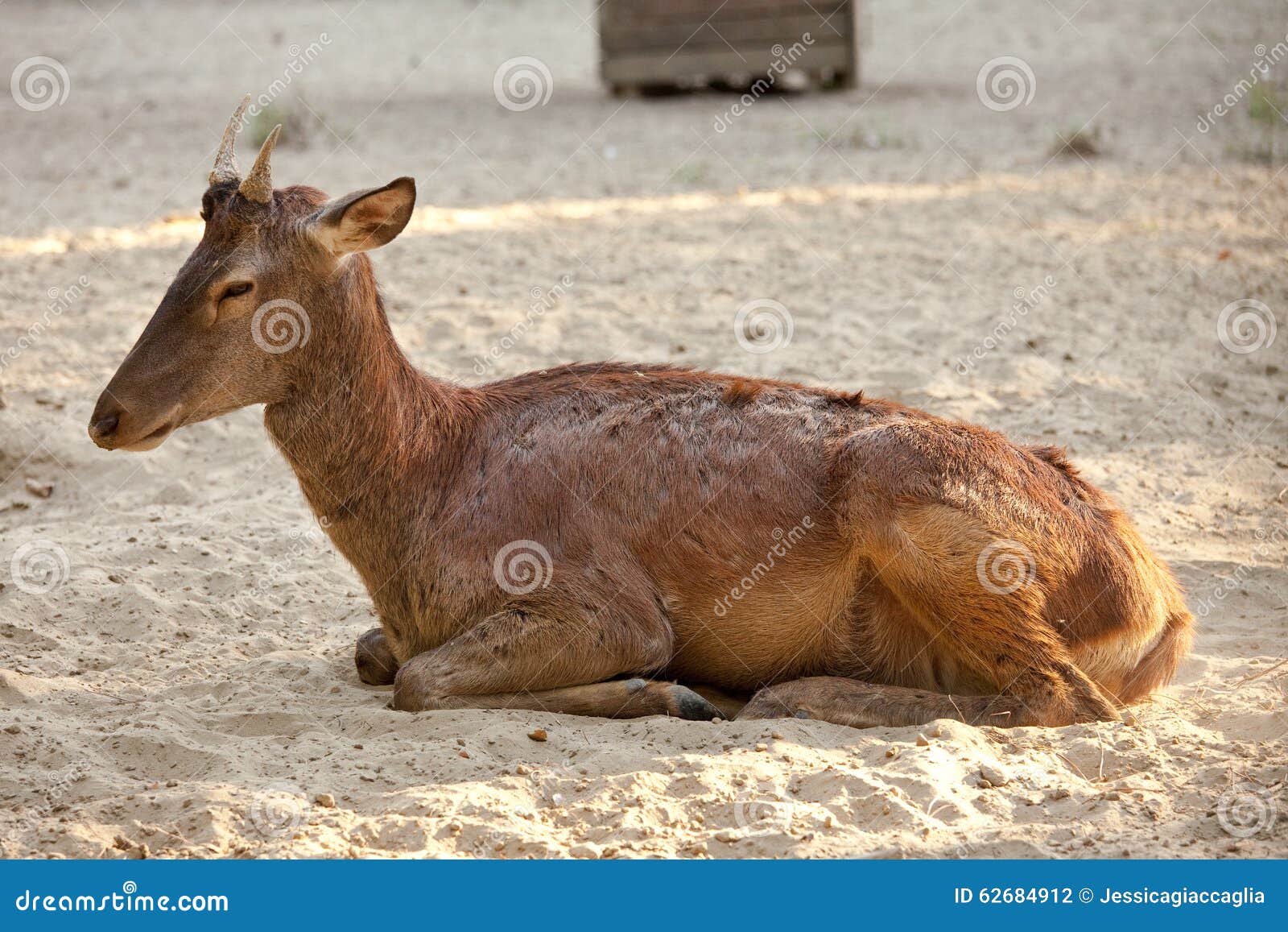 Fawn stock photo. Image of dove, moose, antlers, fawns - 62684912