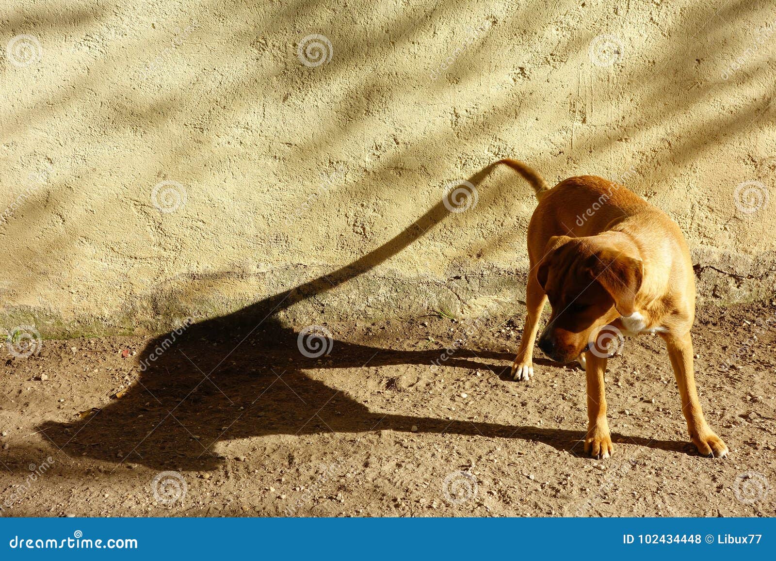 Fawn Dog looking shadow stock photo. Image of curious - 102434448