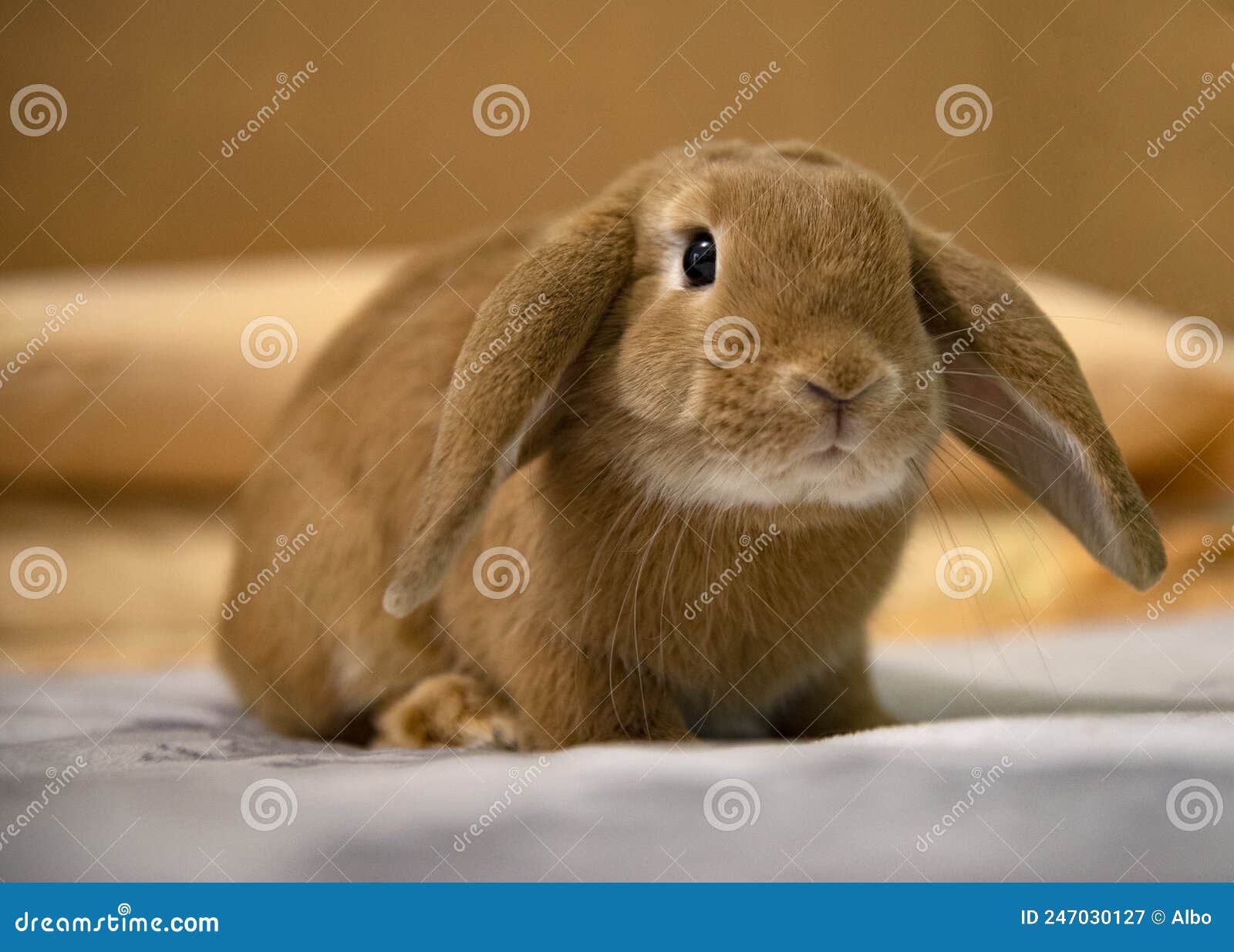 Fawn Dwarf Ram Rabbit at Home Stock Image - Image of animal, mammal ...