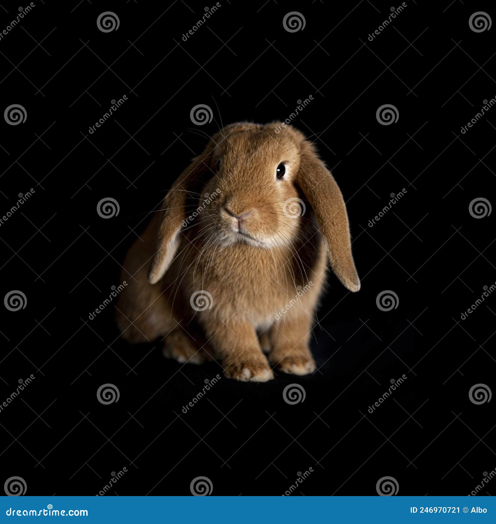 Fawn Dwarf Ram Rabbit Over Black Bacground Stock Image - Image of young ...