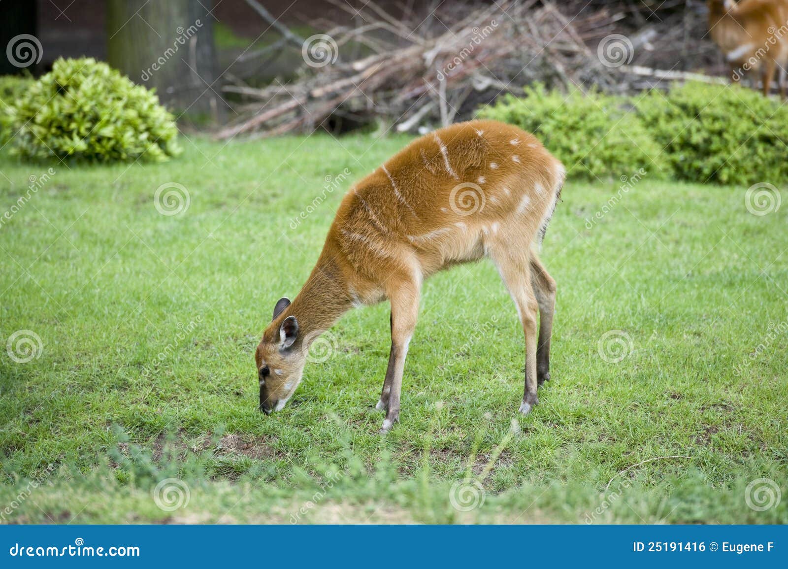Fawn eating stock photo. Image of nature, fast, species - 25191416