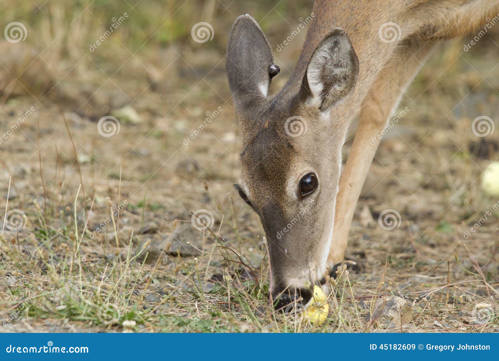 Fawn eats apple. stock image. Image of grass, white, park - 45182609