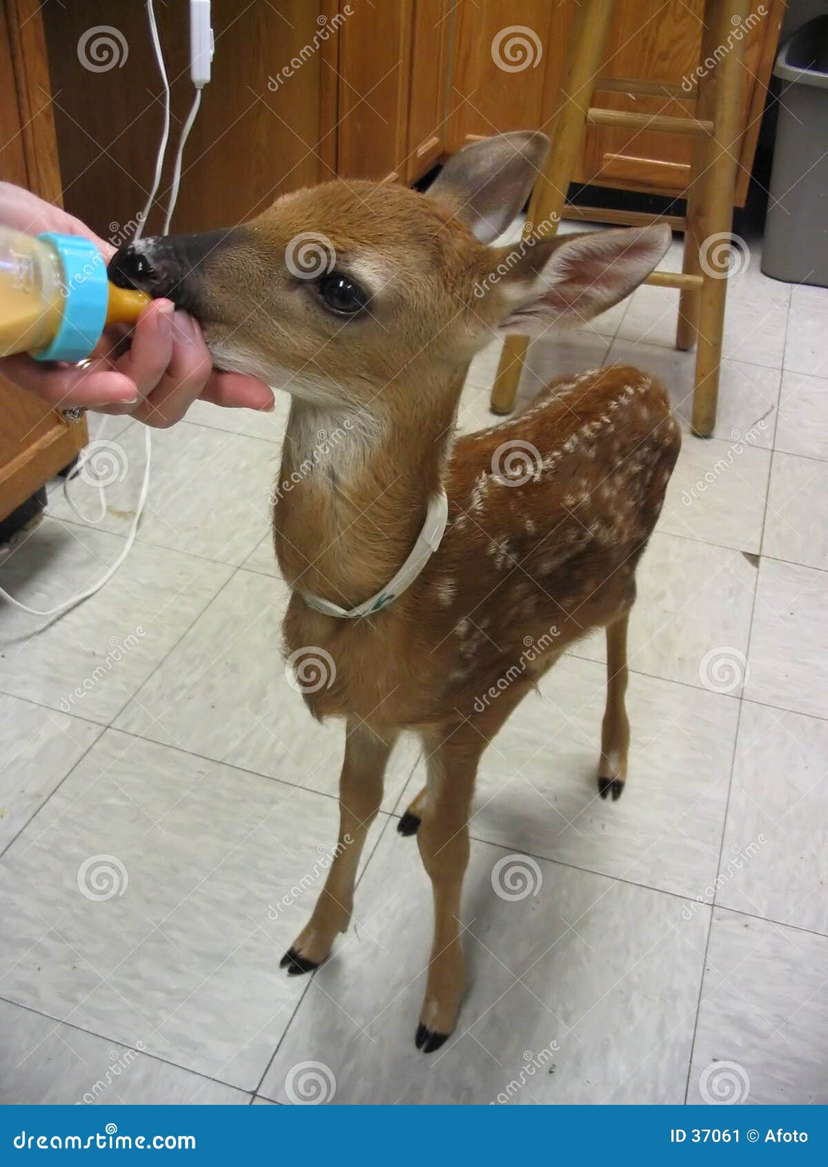 Fawn Feed #1 stock image. Image of body, hoof, hooves, deer - 37061