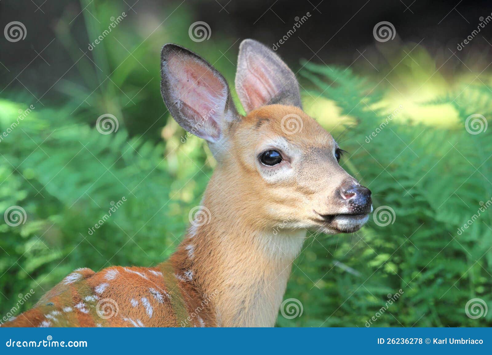 Fawn in forest stock photo. Image of nature, plant, fawn - 26236278