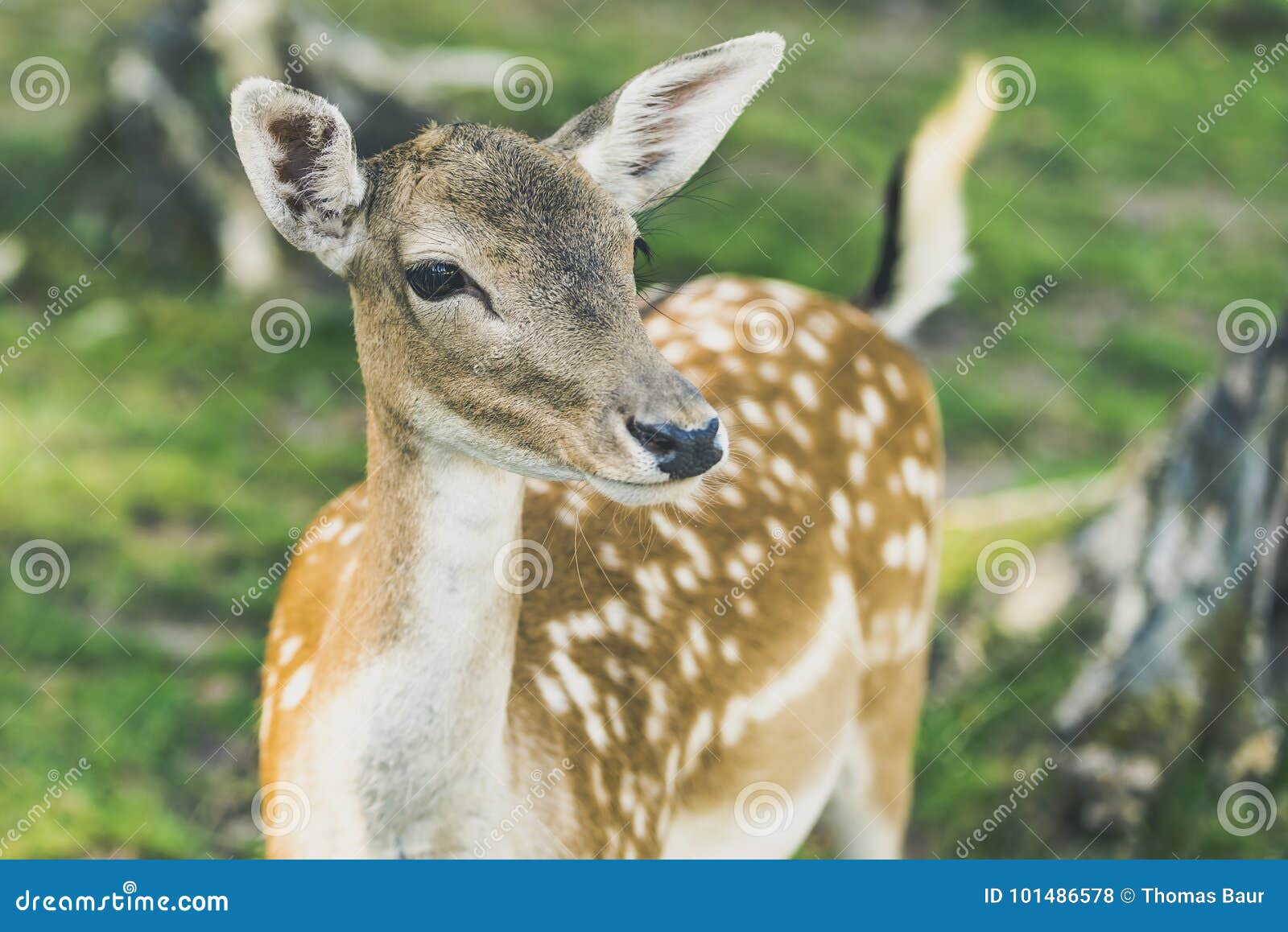 Fawn in the forest stock photo. Image of season, sunbeams - 101486578