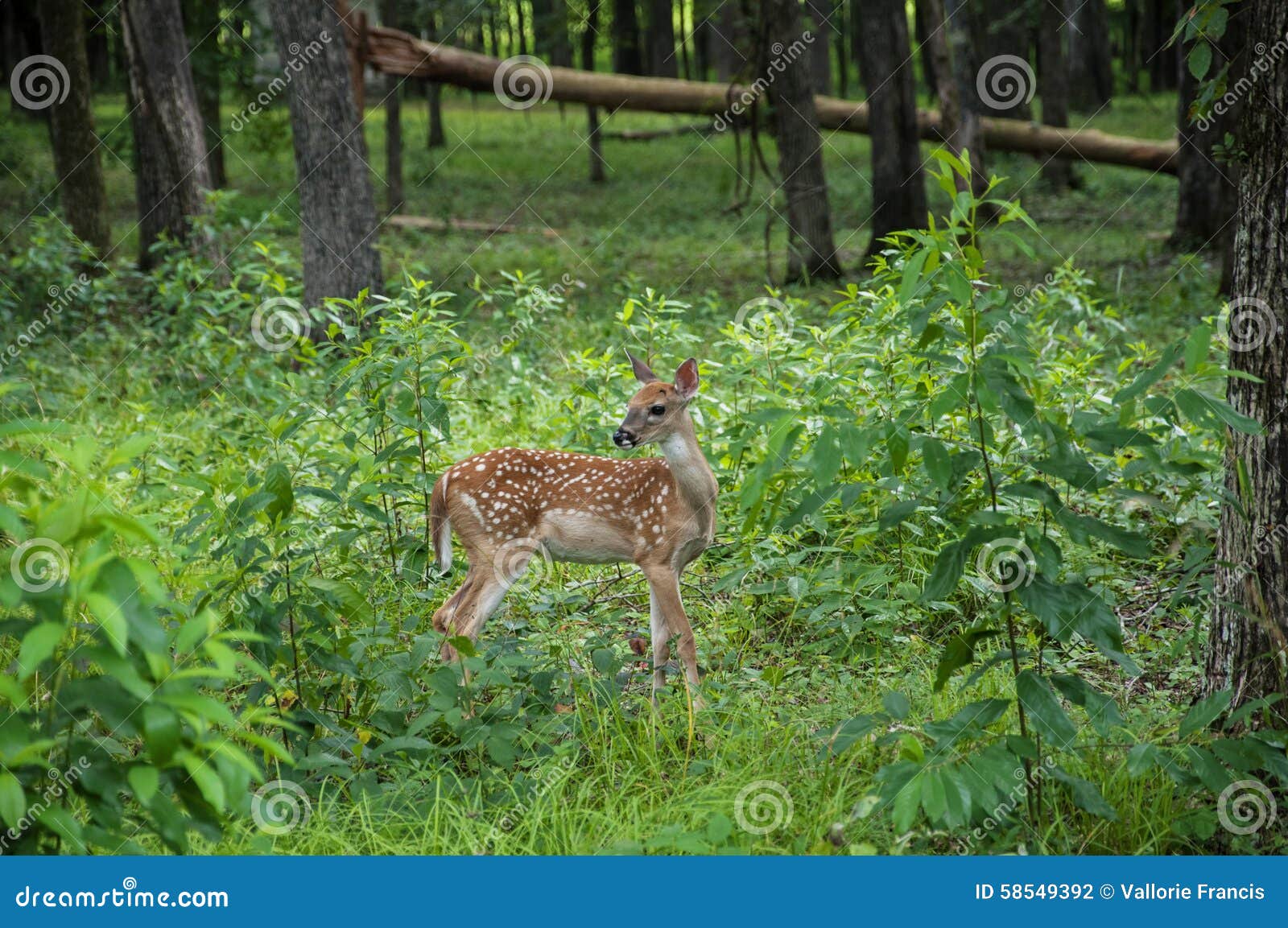 Fawn in forest stock photo. Image of venison, animal - 58549392