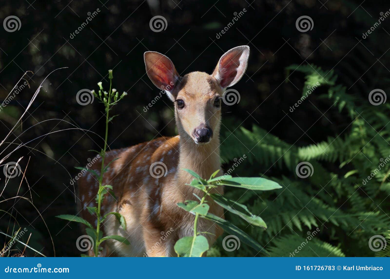 Fawn in Forest during Summer Stock Image - Image of plant, nature ...