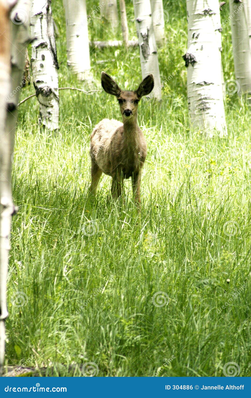 Fawn in forrest stock photo. Image of cute, bark, pure - 304886