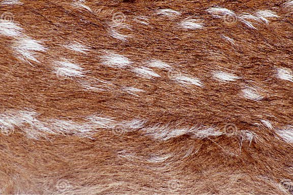 Fawn fur stock image. Image of west, fawn, patterns, fawns - 5350689
