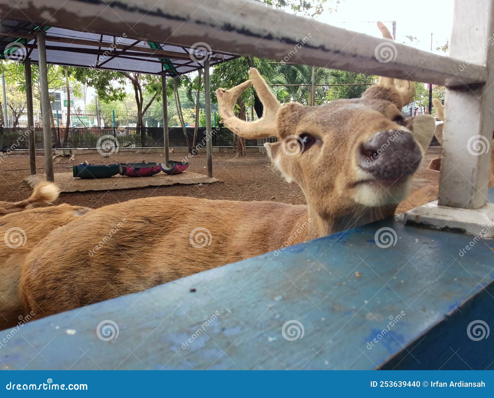 The Fawn Grows Up with Beautiful Antlers Stock Photo - Image of cattle ...