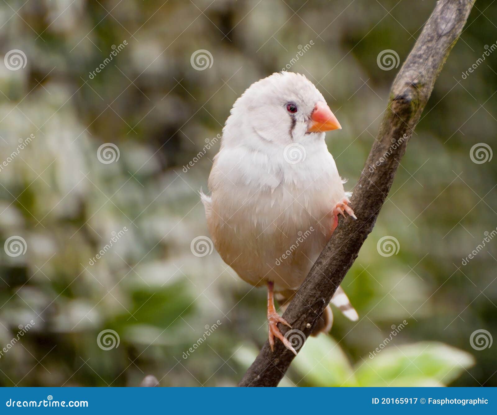A fawn hen zebra finch stock image. Image of feathers - 20165917