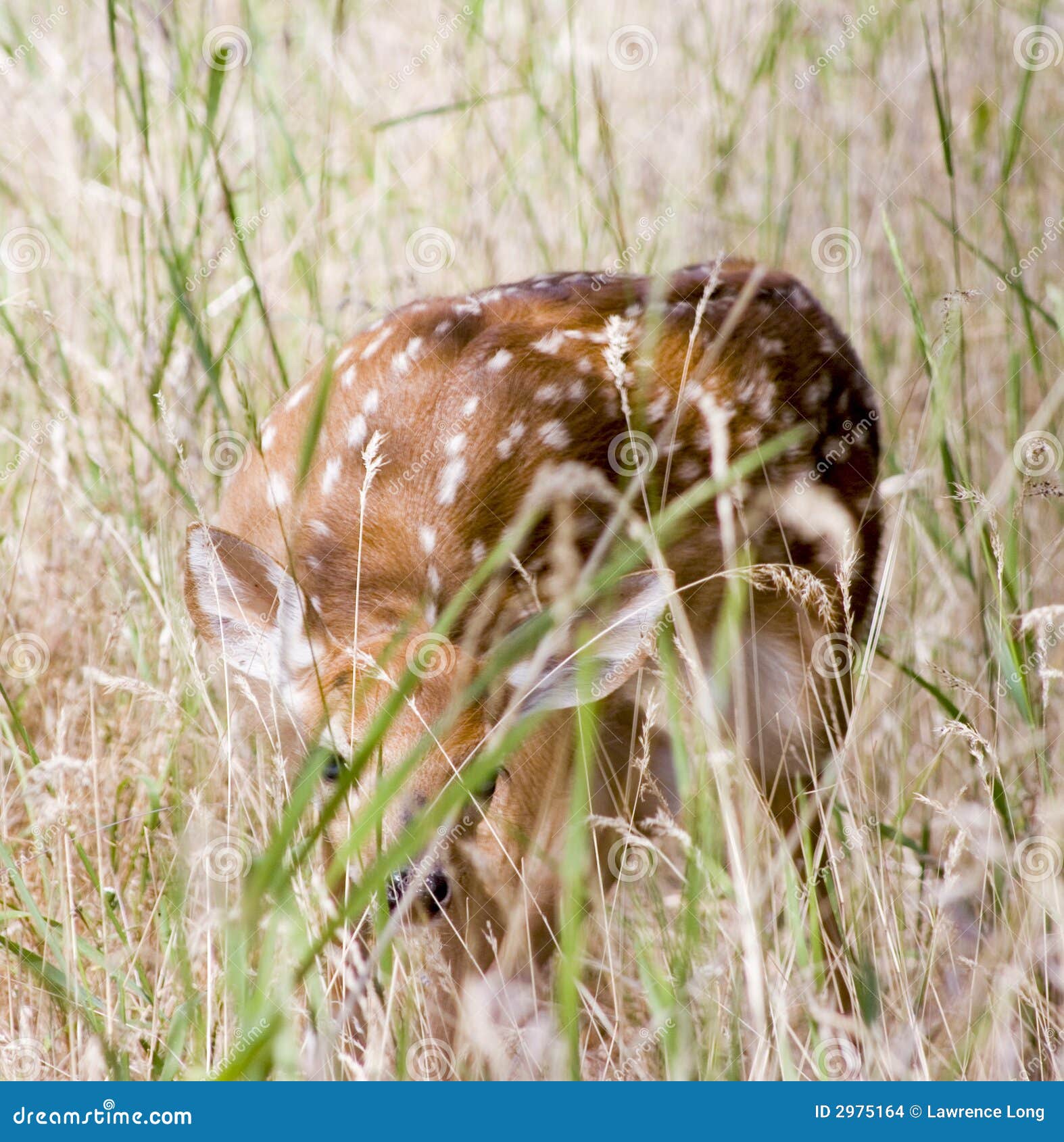 Fawn Hiding In Grass Stock Photography | CartoonDealer.com #84504458