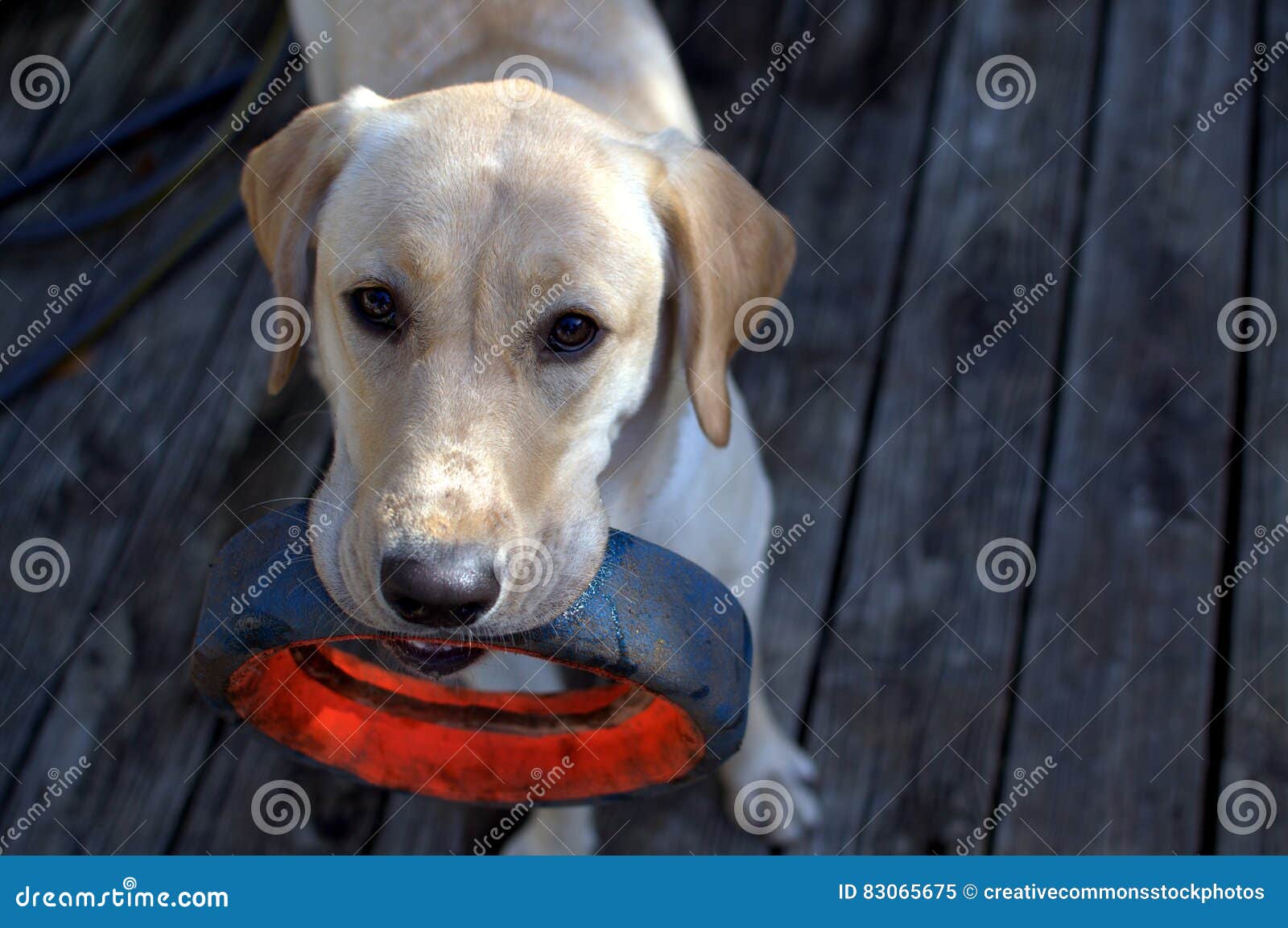 Fawn Labrador Retriever With Black Ring In Mouth Picture. Image: 83065675