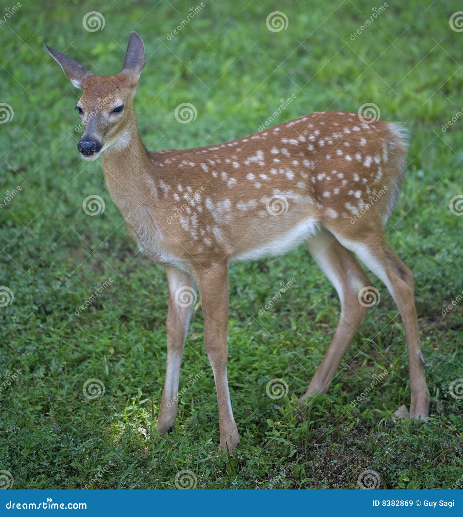 Fawn on the lawn stock image. Image of green, animal, wildlife - 8382869