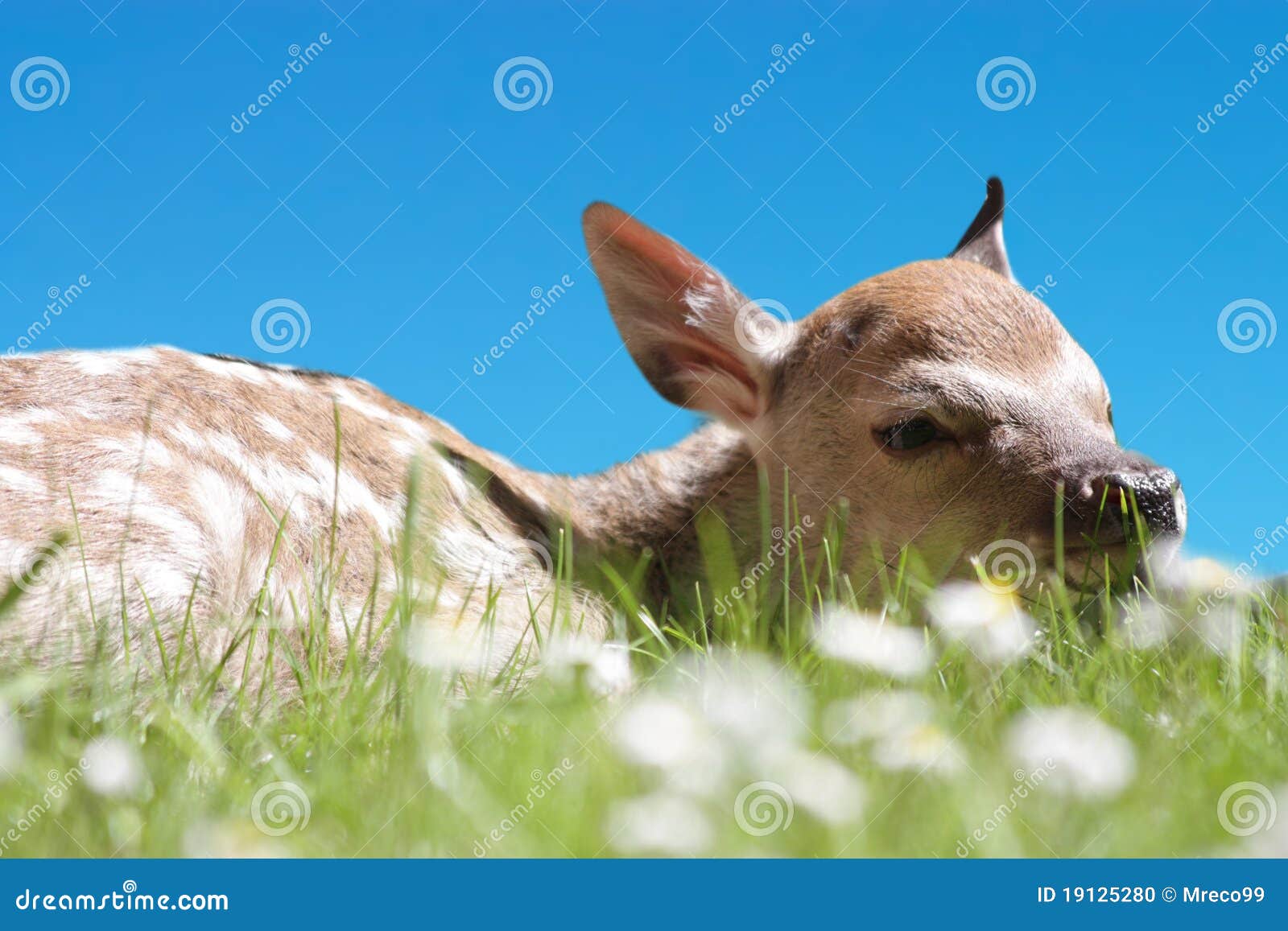 Fawn Laying in a Daisy Field Close Up Stock Photo - Image of relaxing ...