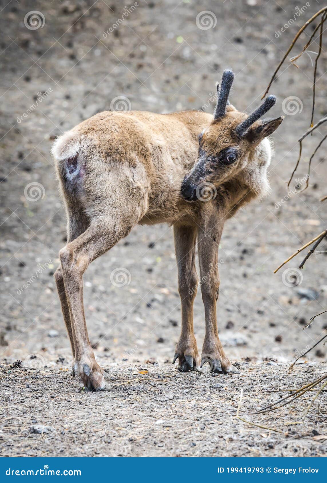 The Fawn Looking Back with Curiosity Stock Image - Image of wild, view ...