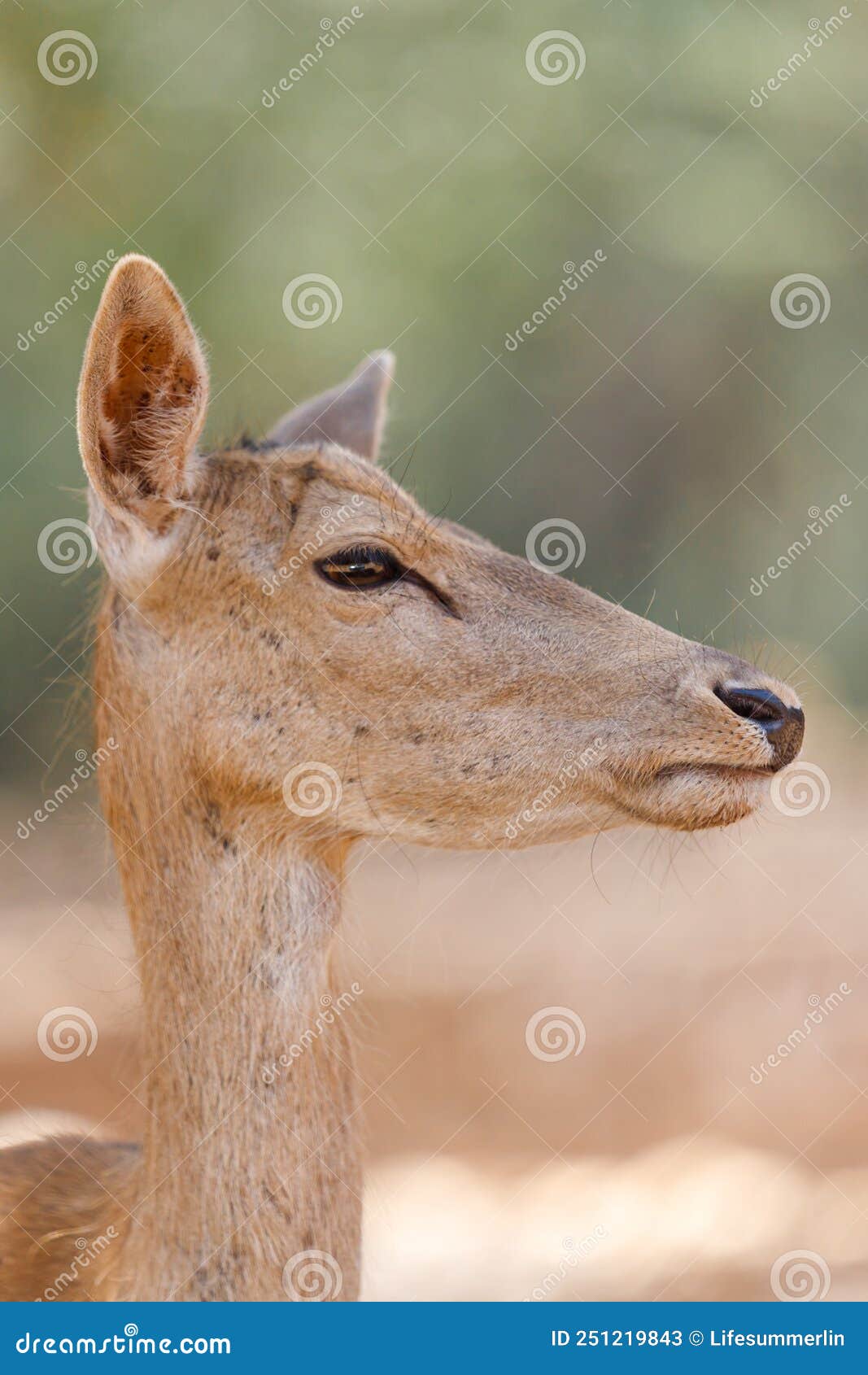 A Fawn is Looking at Camera. Deer Stock Image - Image of mammal, antler ...