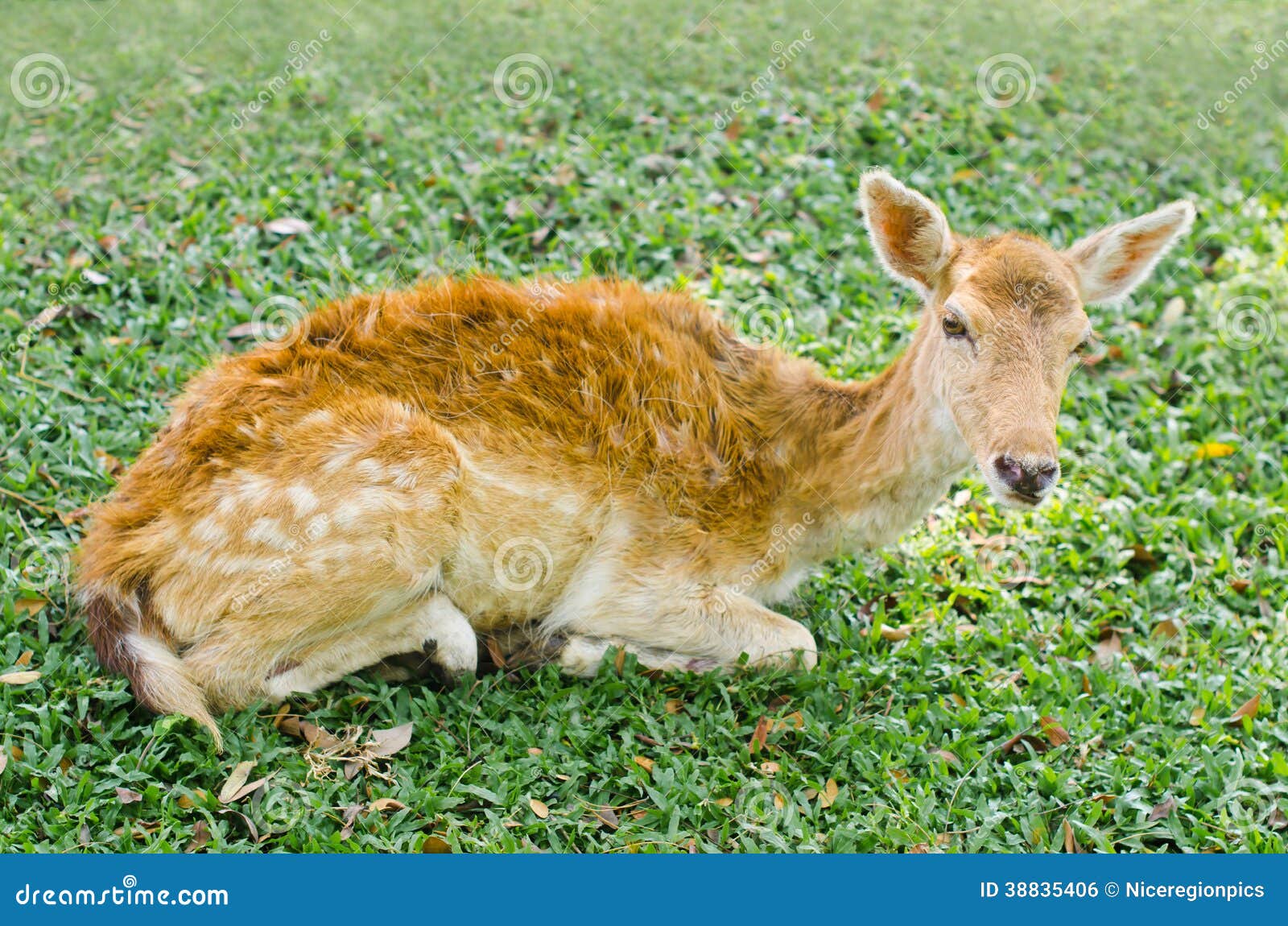 Fawn is lying. stock photo. Image of child, hart, vertebra - 38835406