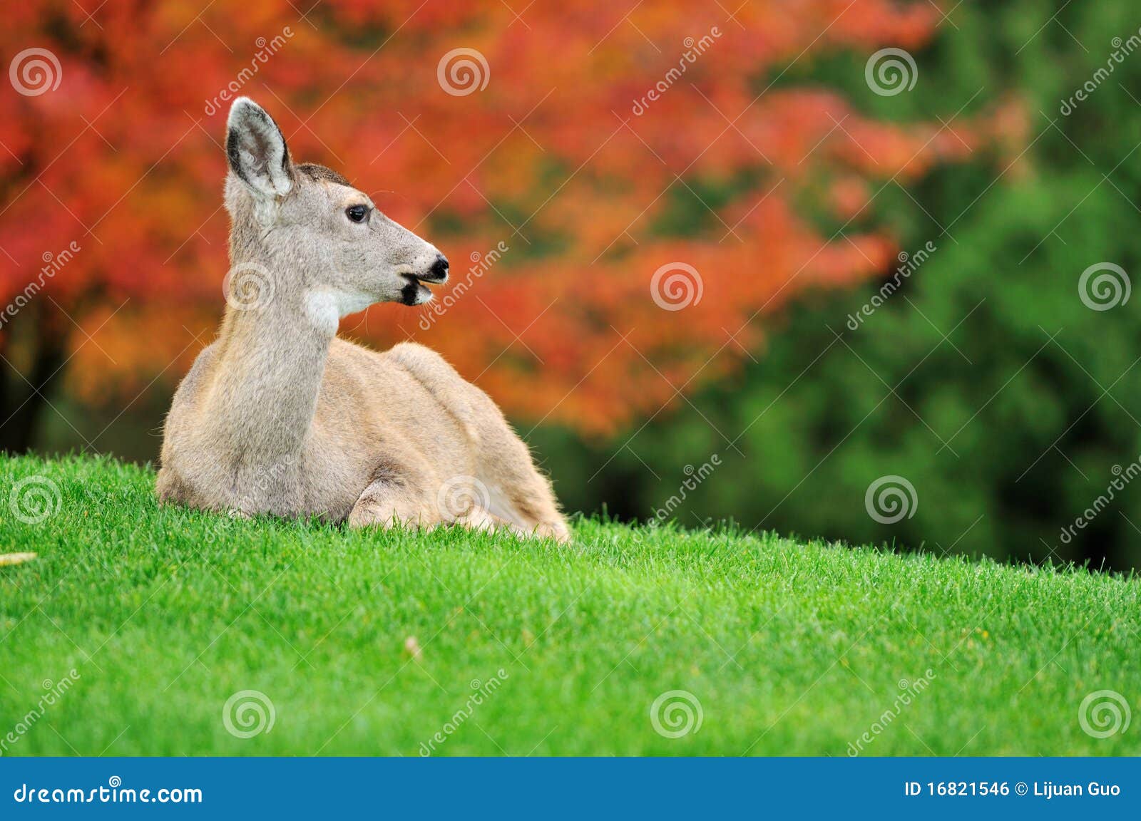 Fawn and Maple Tree Background Stock Photo - Image of land, wildlife ...
