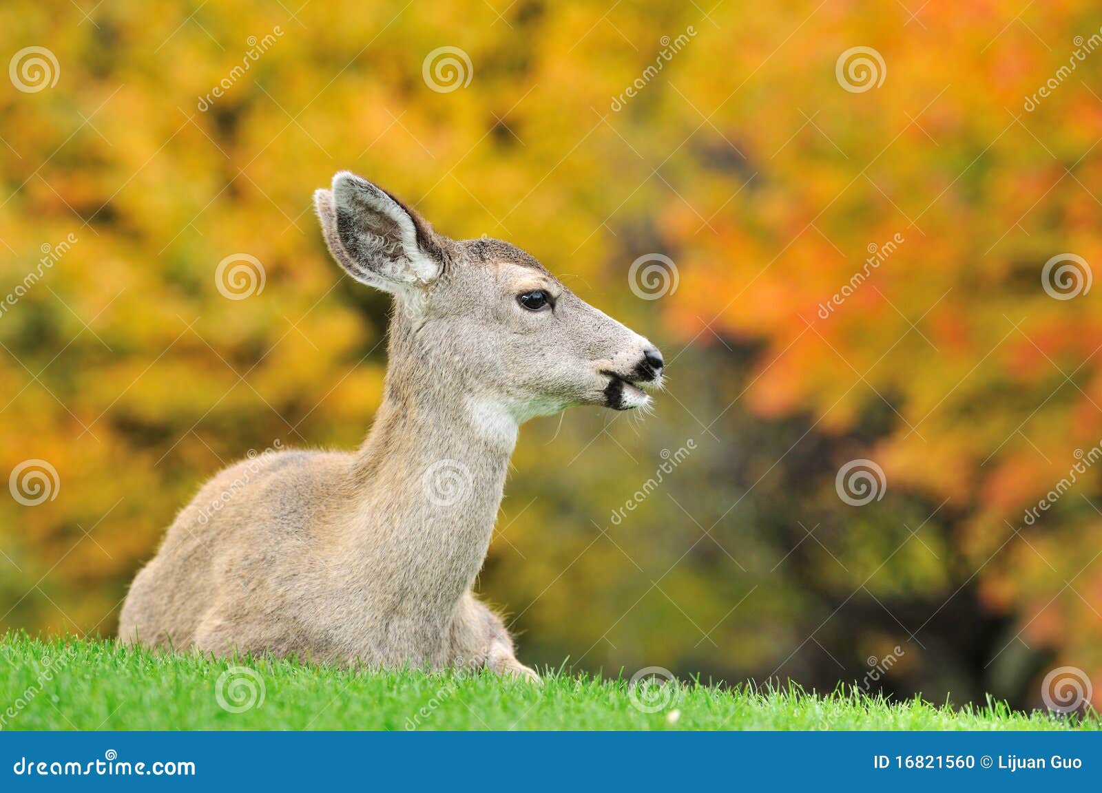 Fawn and Maple Tree Background Stock Photo - Image of animal, field ...