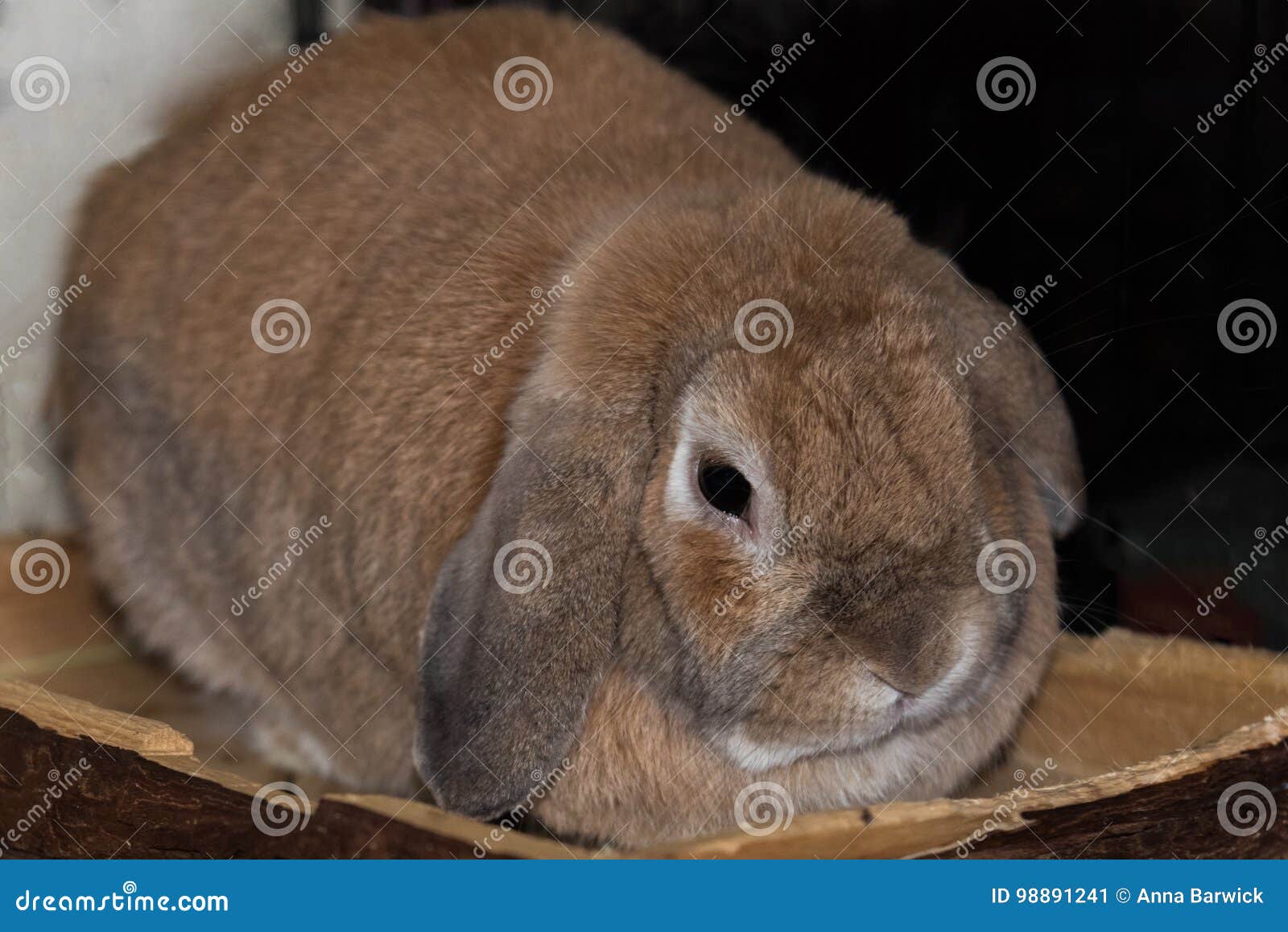Fawn mini lop-eared rabbit stock image. Image of sitting - 98891241