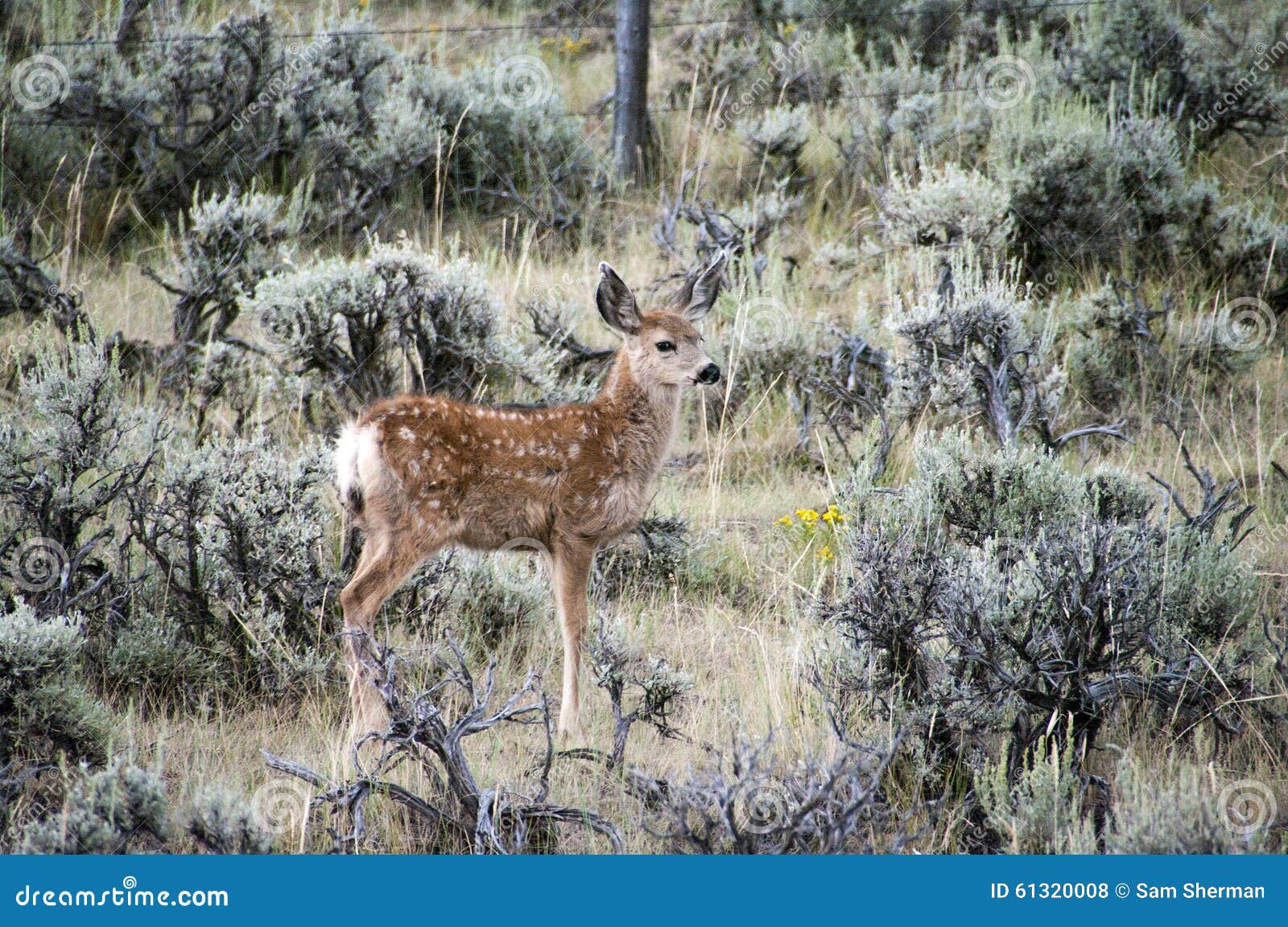 Fawn Mule Deer stock photo. Image of sucking, moose, deer - 61320008