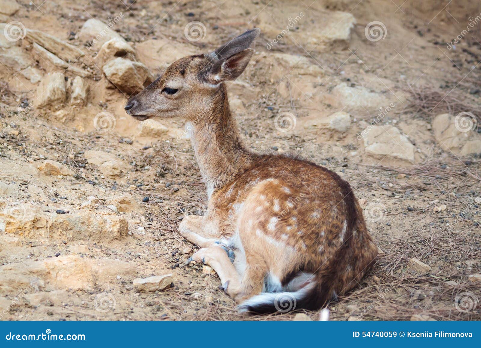 Fawn in the National Park of Thassos Stock Image - Image of animal ...
