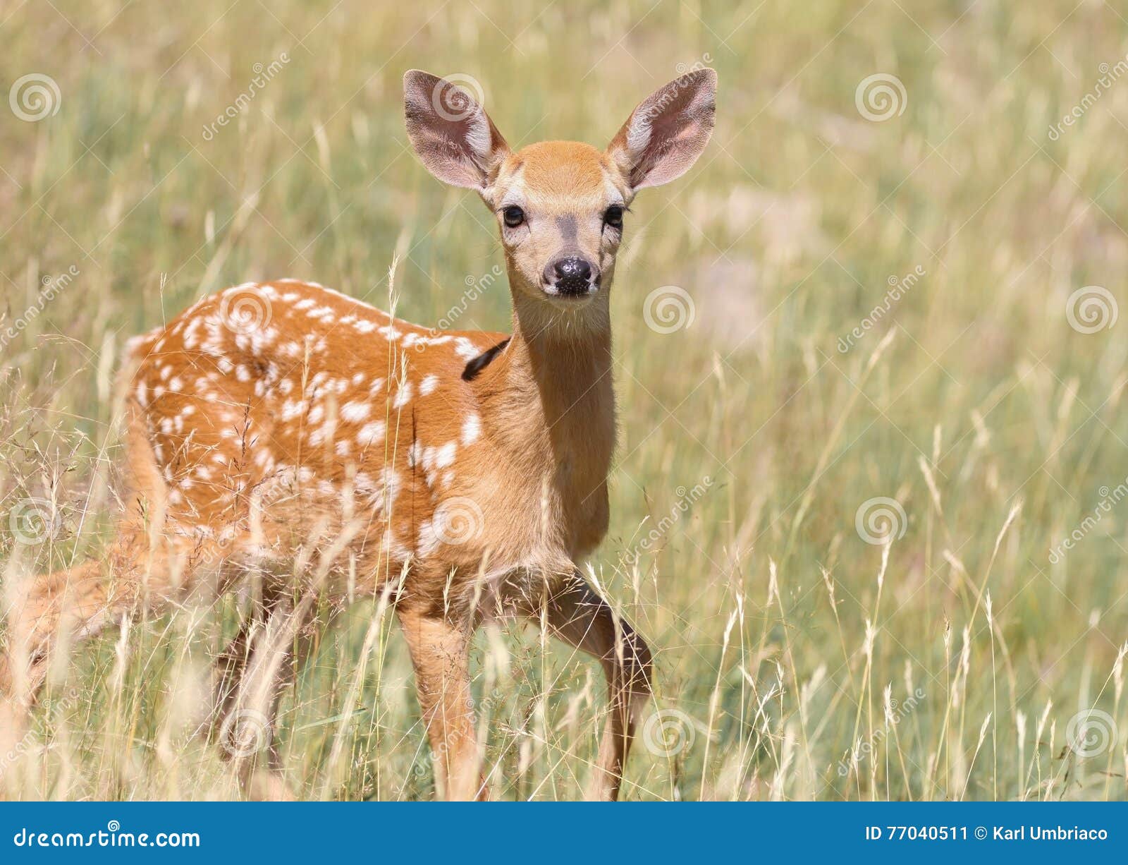 Fawn in nature stock image. Image of fawn, face, mammal - 77040511