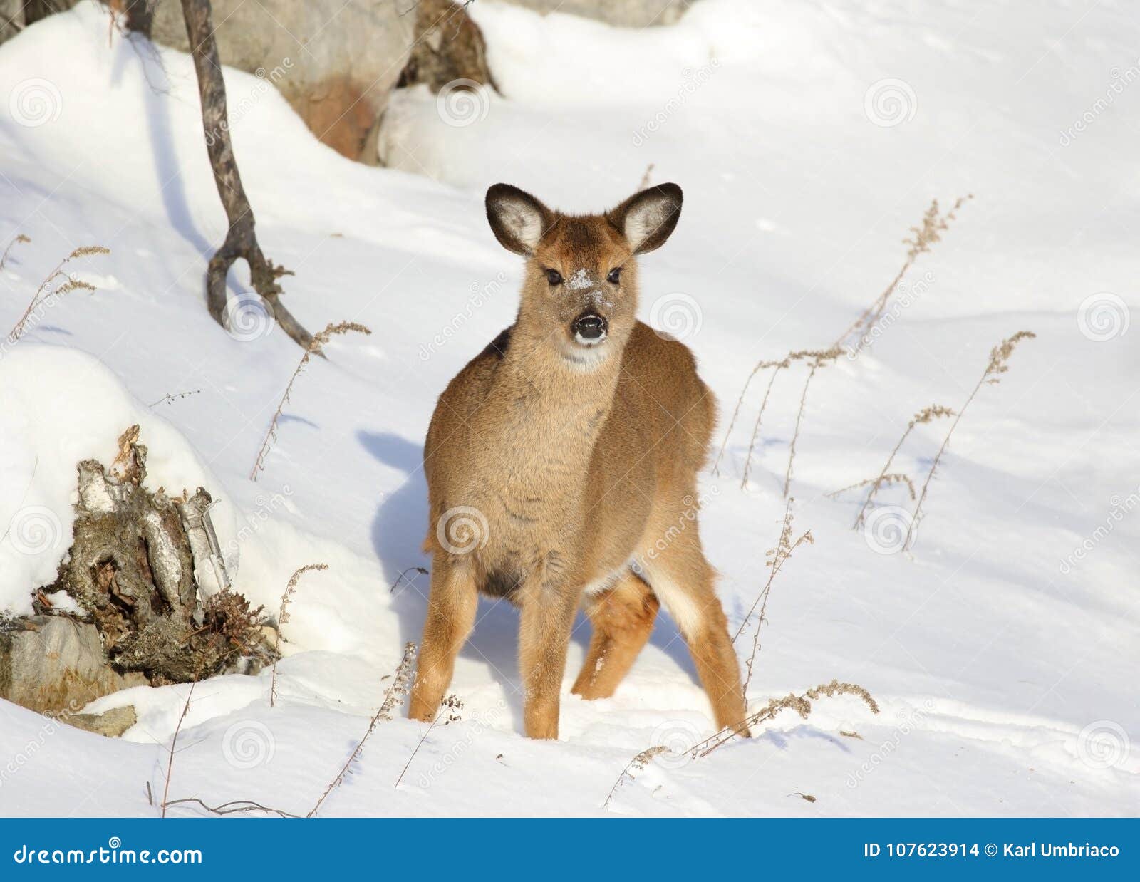 Fawn in Nature during Winter Stock Photo - Image of winter, mammal ...