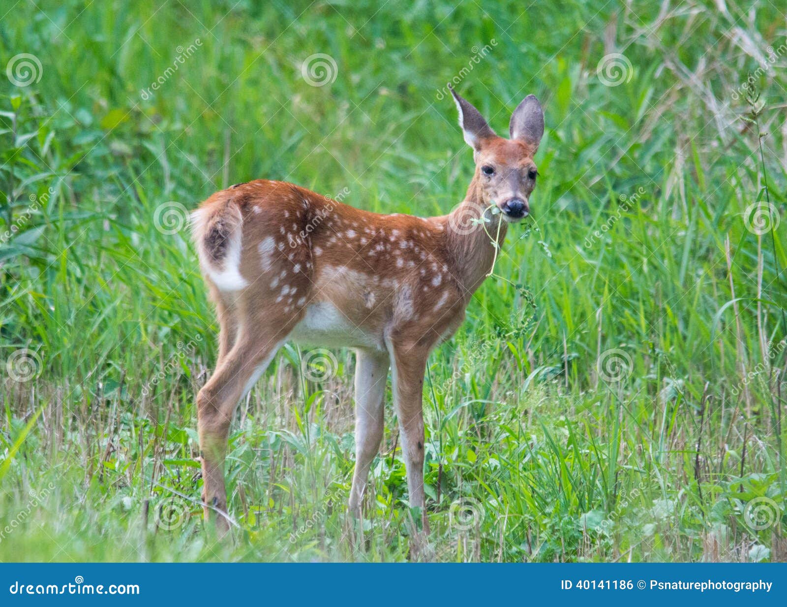 Fawn portrait stock photo. Image of tailed, green, wild - 40141186