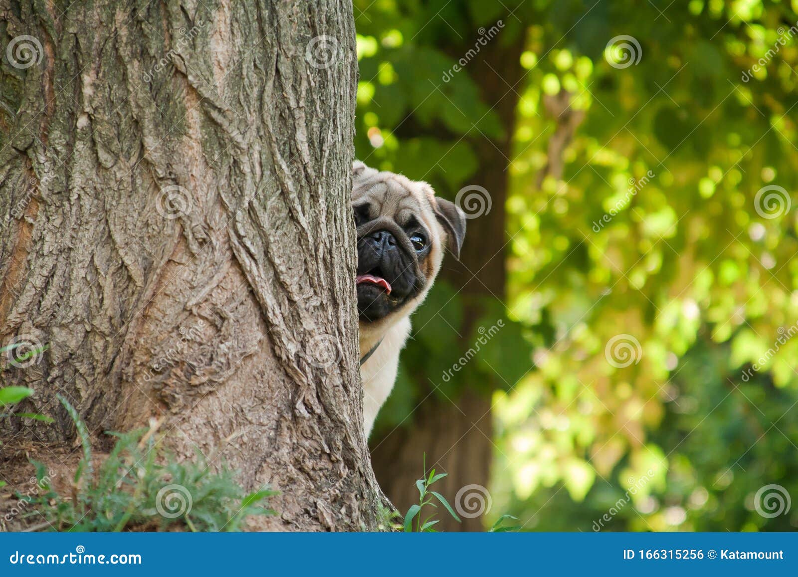 Fawn Pug Dog Peeping from a Tree Stock Photo - Image of cute ...