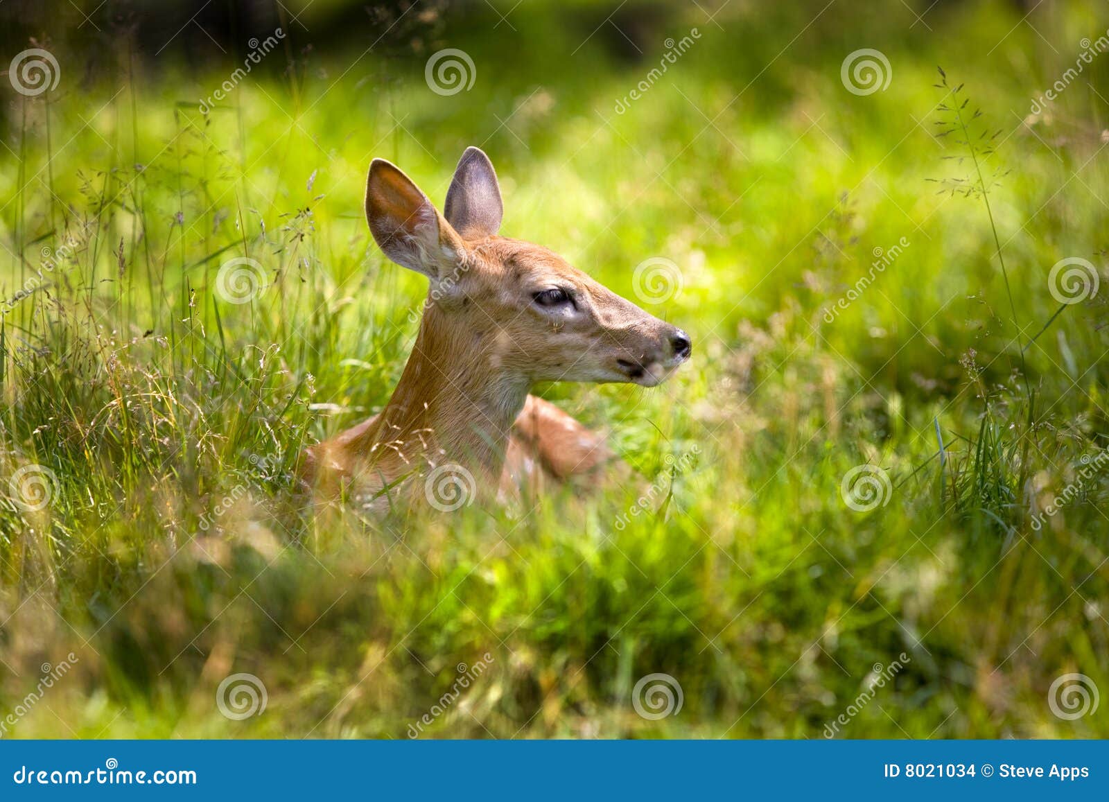 Fawn Resting 4 stock photo. Image of concentrating, short - 8021034