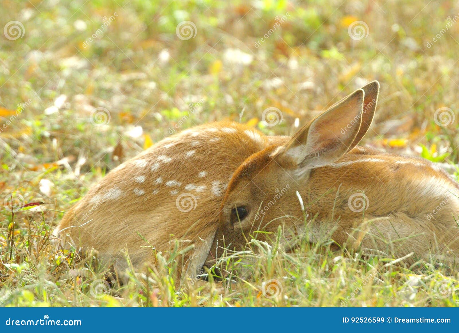 Fawn resting stock image. Image of fawn, sunrise, grass - 92526599
