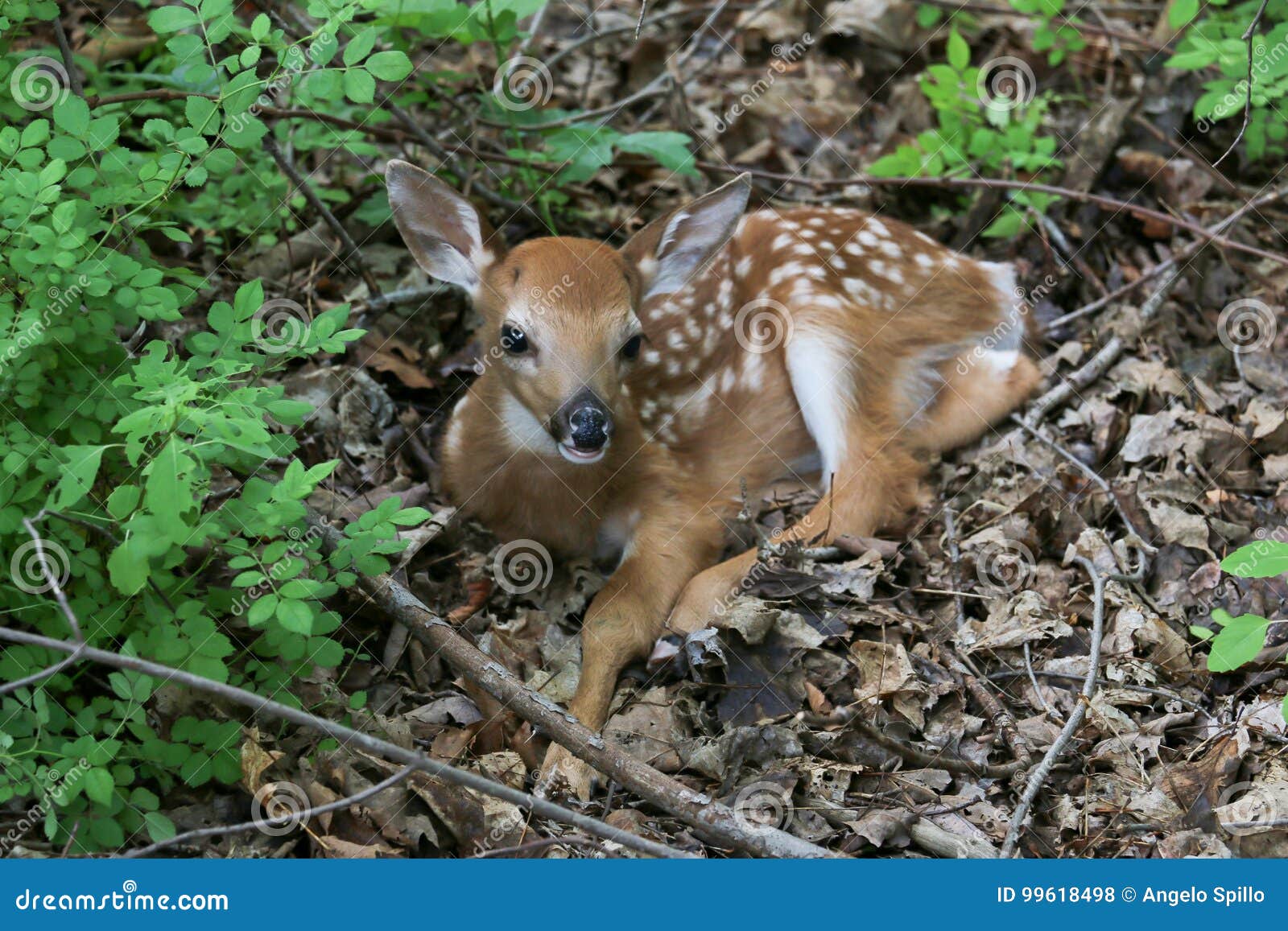 Fawn Resting stock photo. Image of innocent, resting - 99618498
