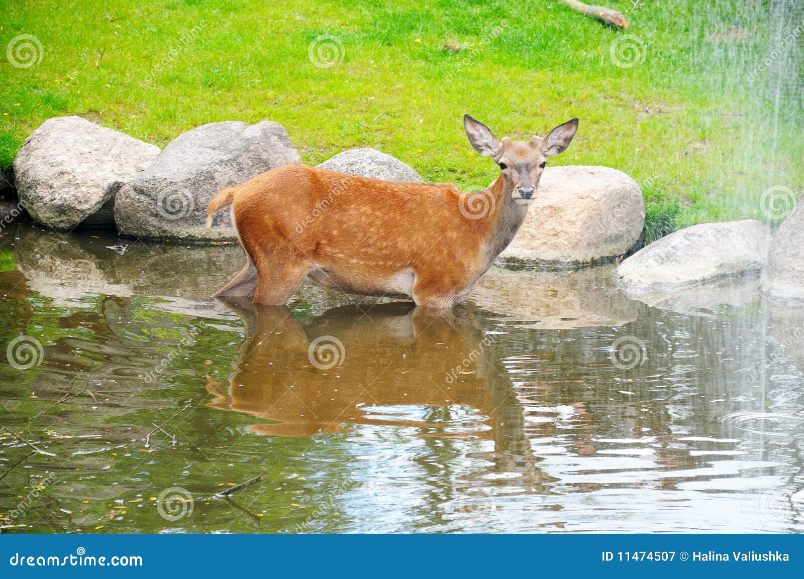 A Fawn in the River Near the Waterfall Stock Image - Image of natural ...
