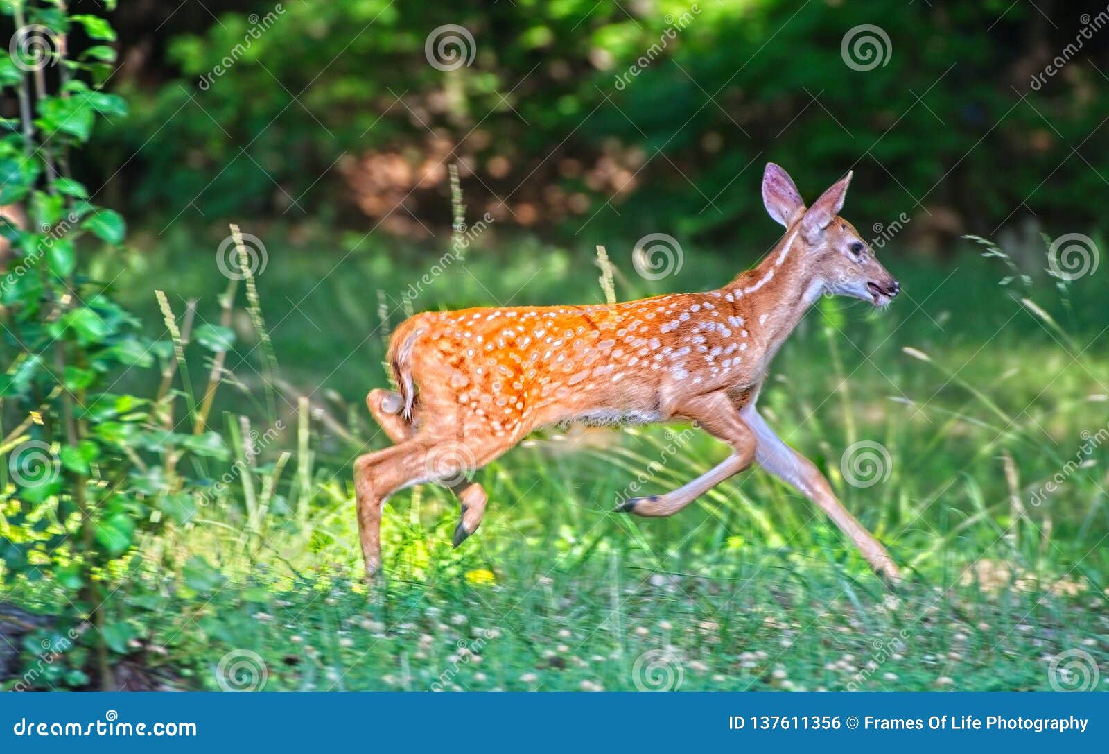 Fawn Running for Safety photo stock. Image du faon, nature - 137611356