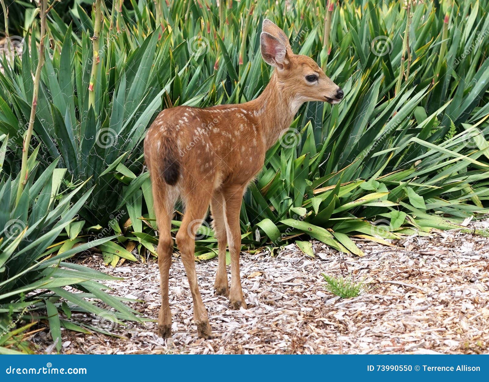 Fawn stock photo. Image of animals, outdoors, mother - 73990550