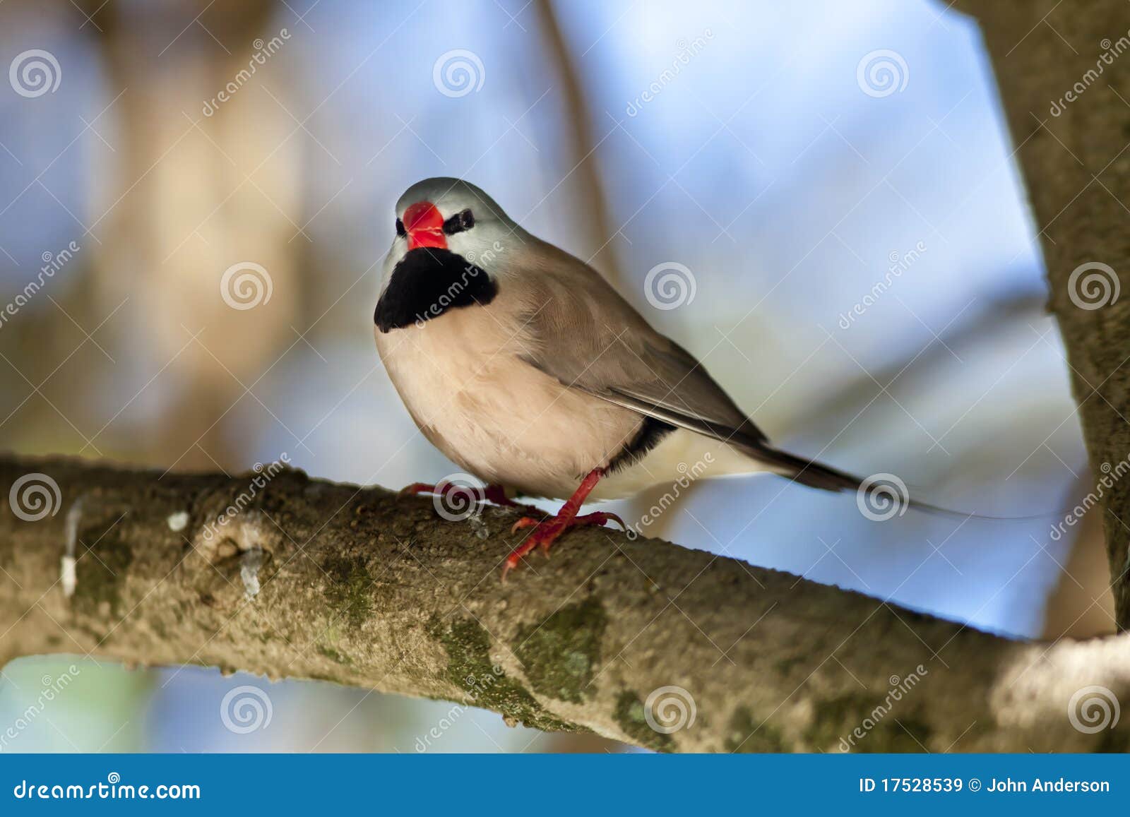 Fawn Shafttail Finch stock image. Image of plumage, florida - 17528539