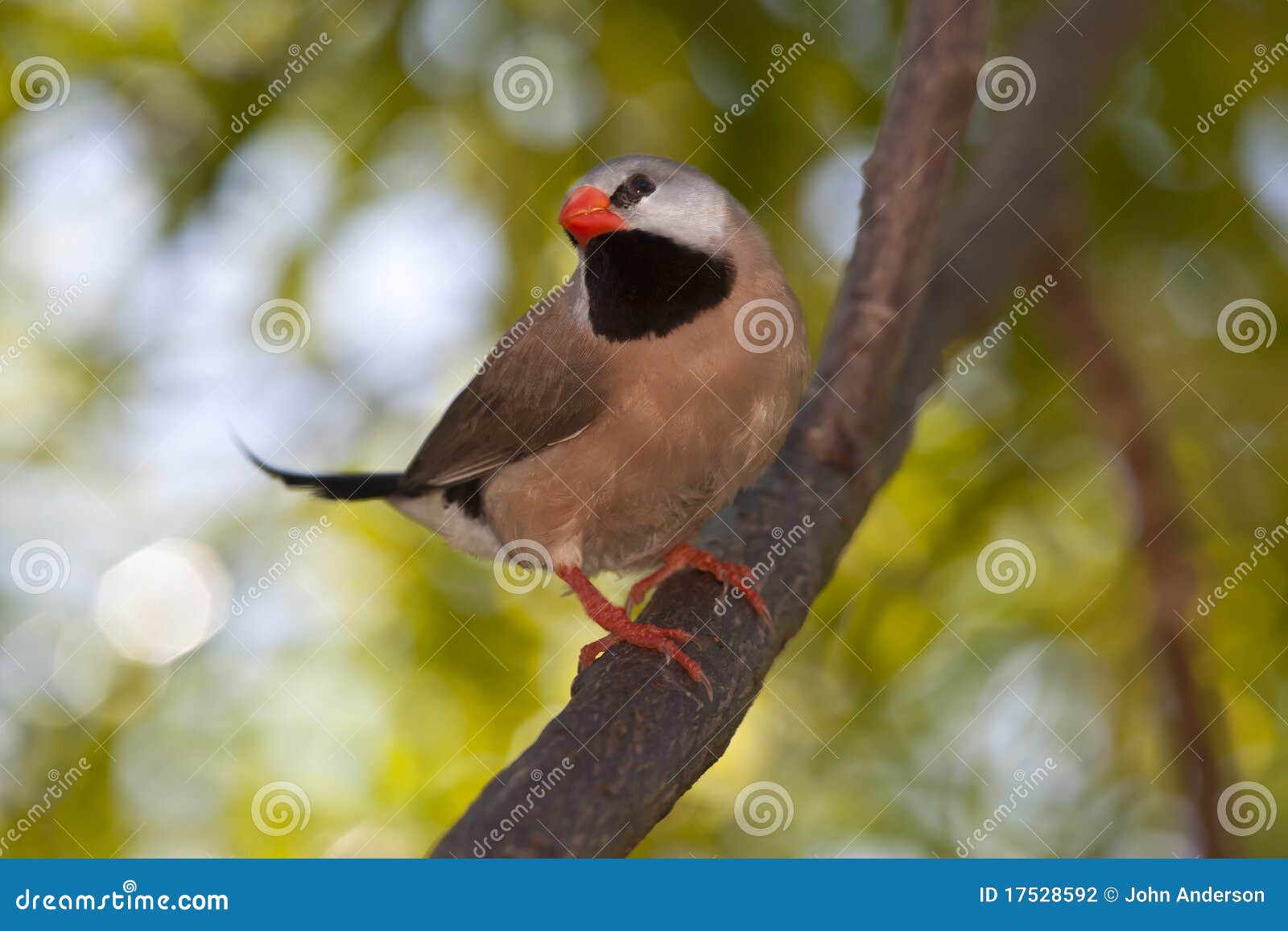 Fawn Shafttail Finch stock photo. Image of exotic, perched - 17528592