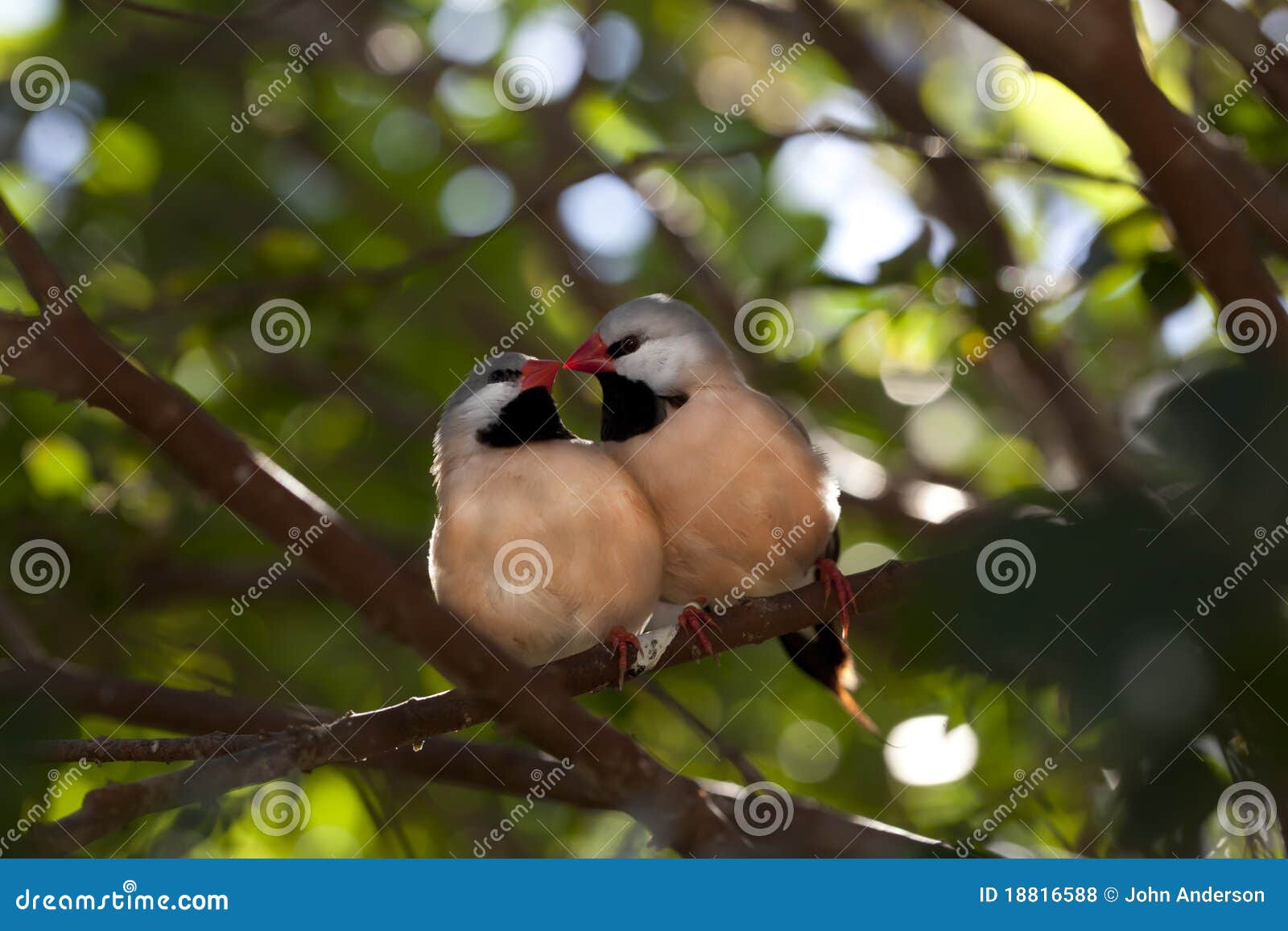 Fawn Shafttail Finch stock photo. Image of exotic, birds - 18816588