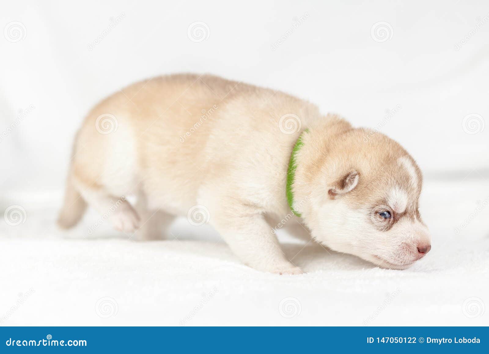 Fawn Siberian Husky Puppy Alone Stock Photo - Image of friend, outdoor ...