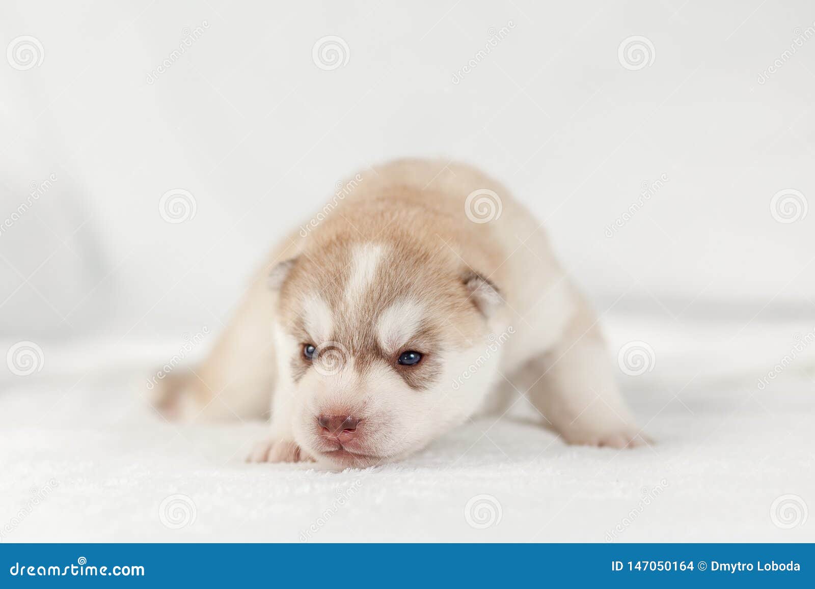 Fawn Siberian Husky Puppy Alone Stock Photo - Image of fawn, mountain ...