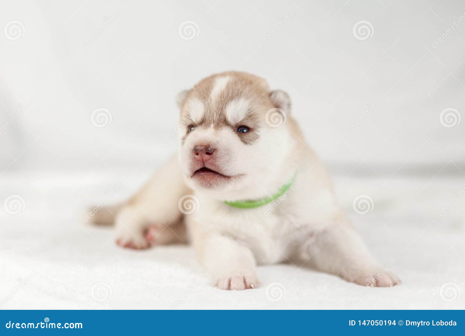 Fawn Husky Stock Photos - Download 150 Royalty Free Photos