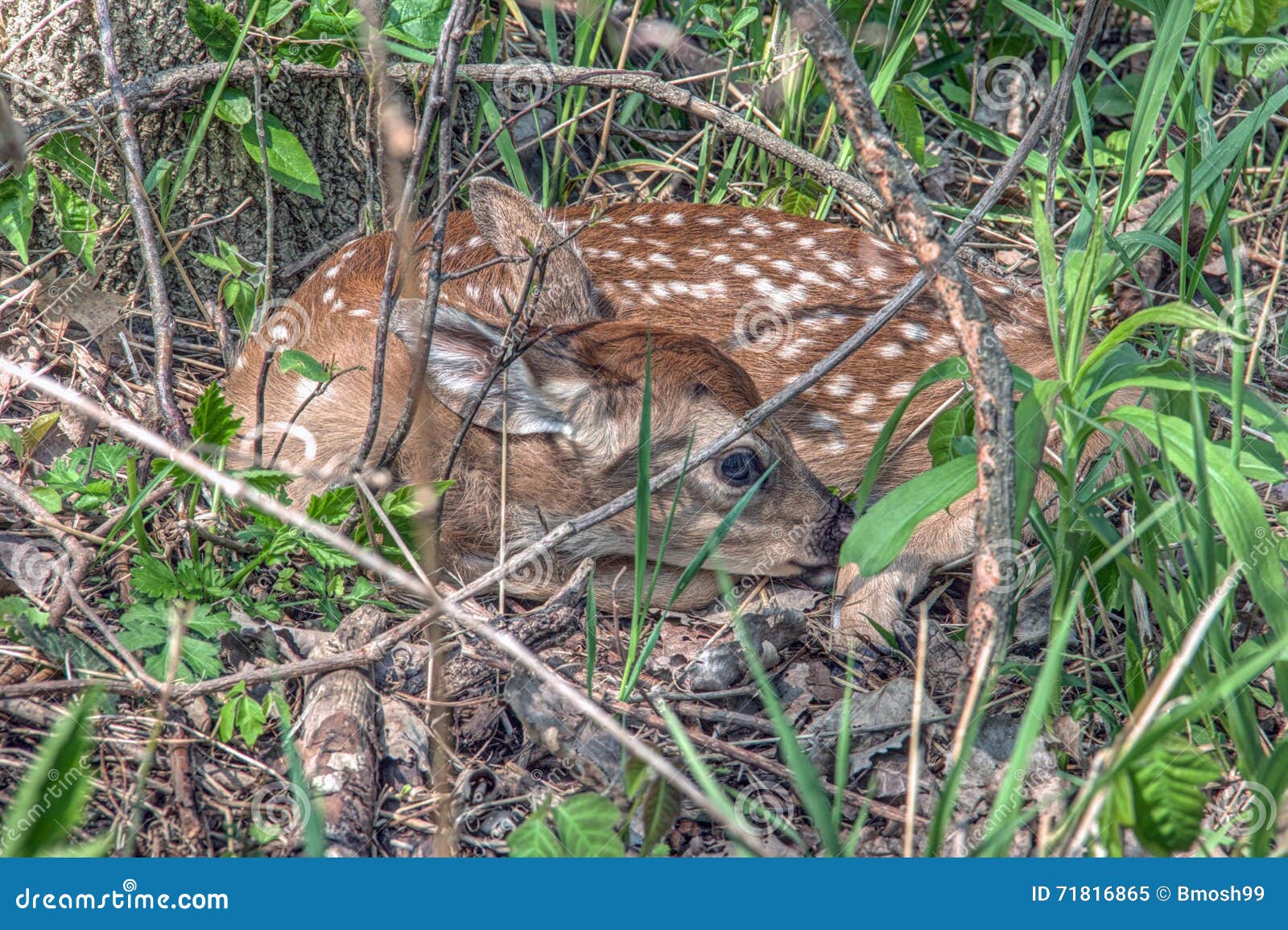 Fawn Sleeping under a tree stock image. Image of branches - 71816865