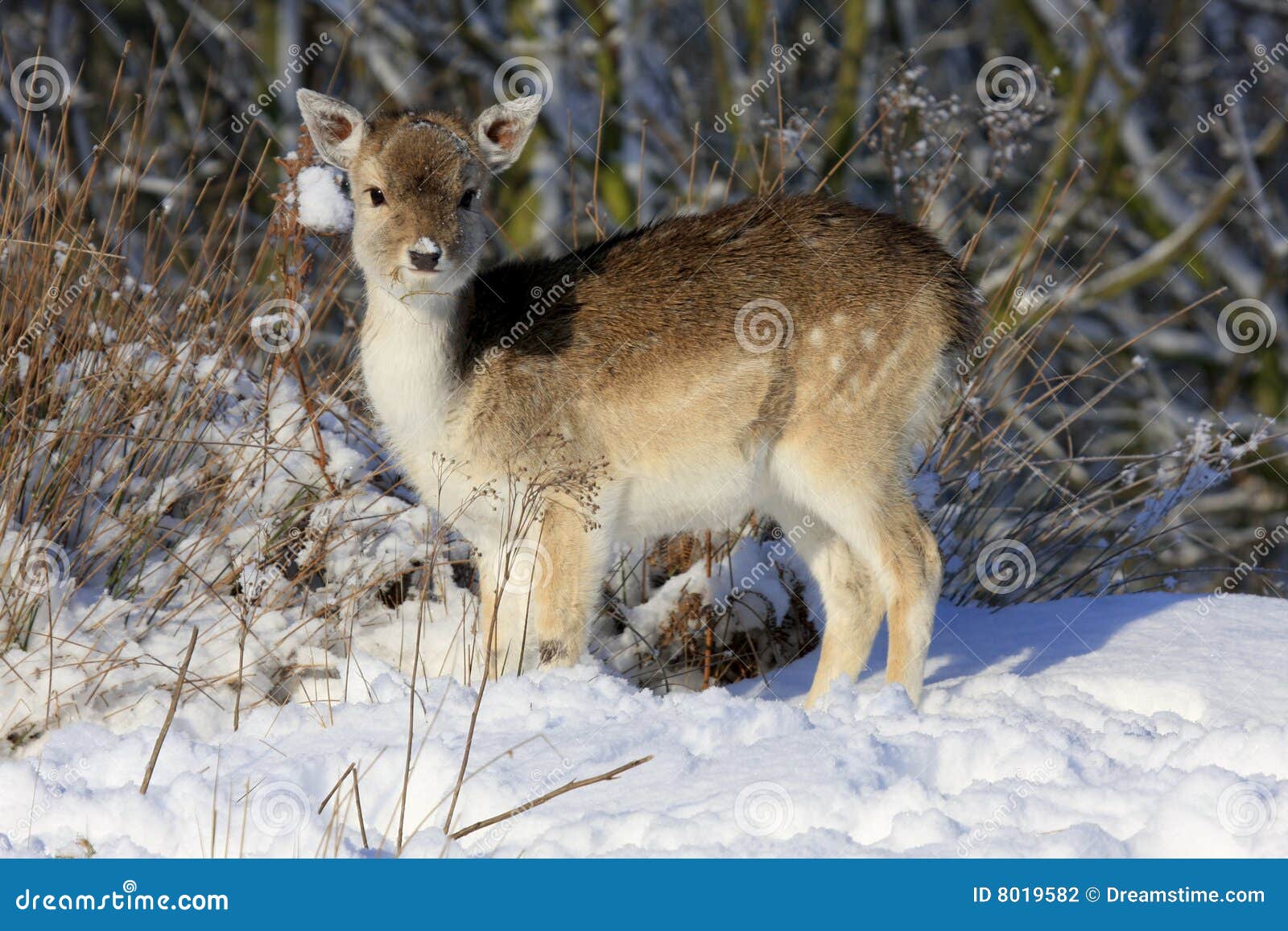 Fawn in the snow stock photo. Image of isles, great, outdoors - 8019582