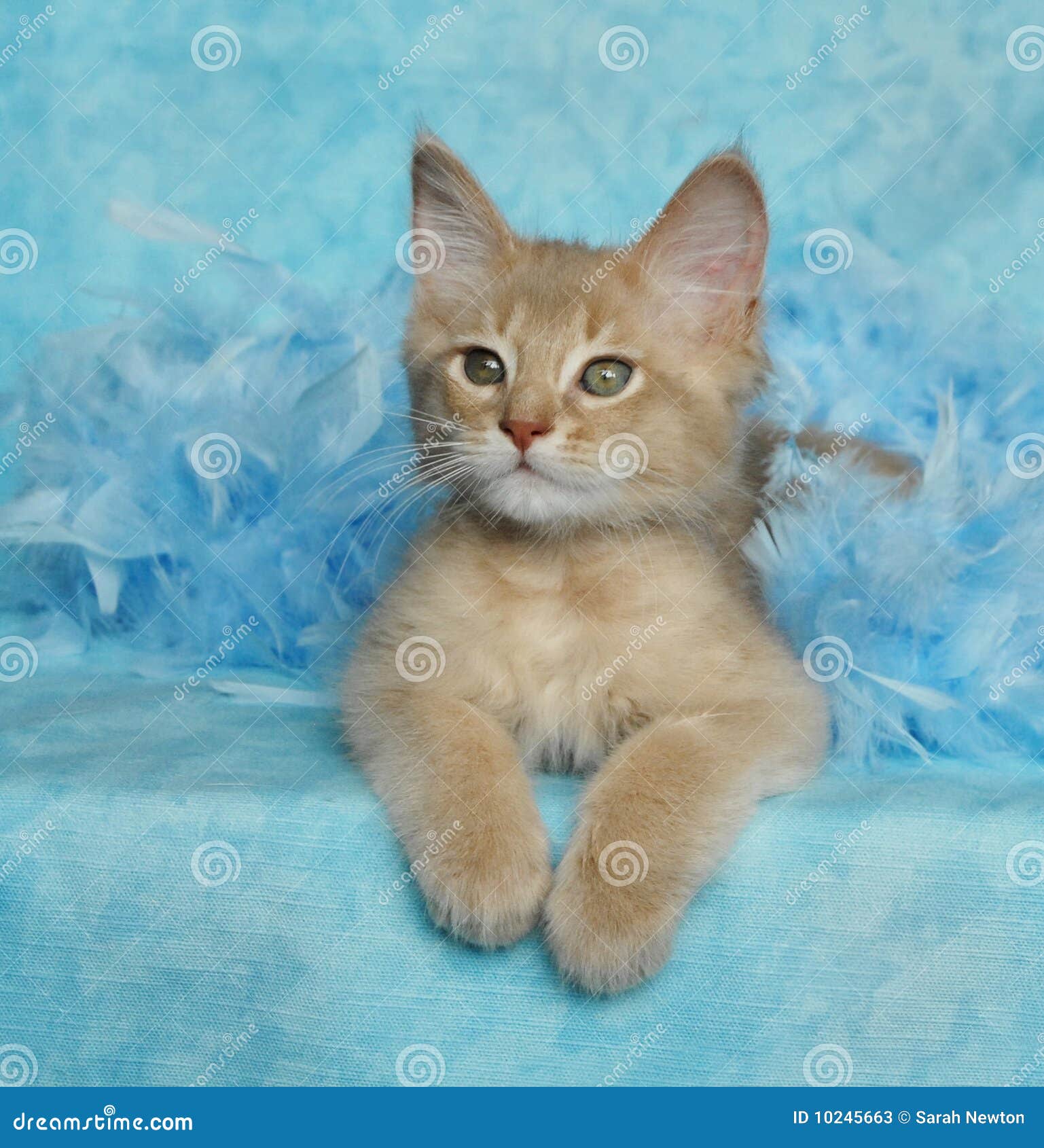 Fawn somali kitten stock image. Image of cute, fluffy - 10245663