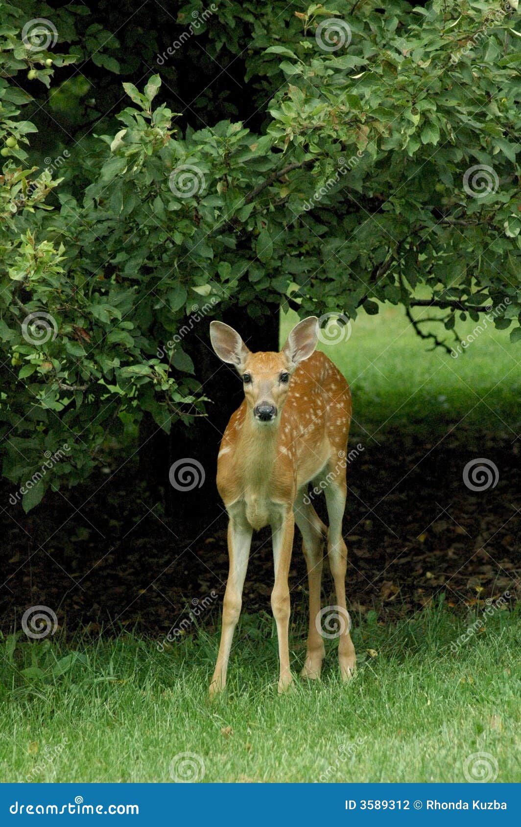Fawn Standing stock photo. Image of lone, beauty, peaceful - 3589312