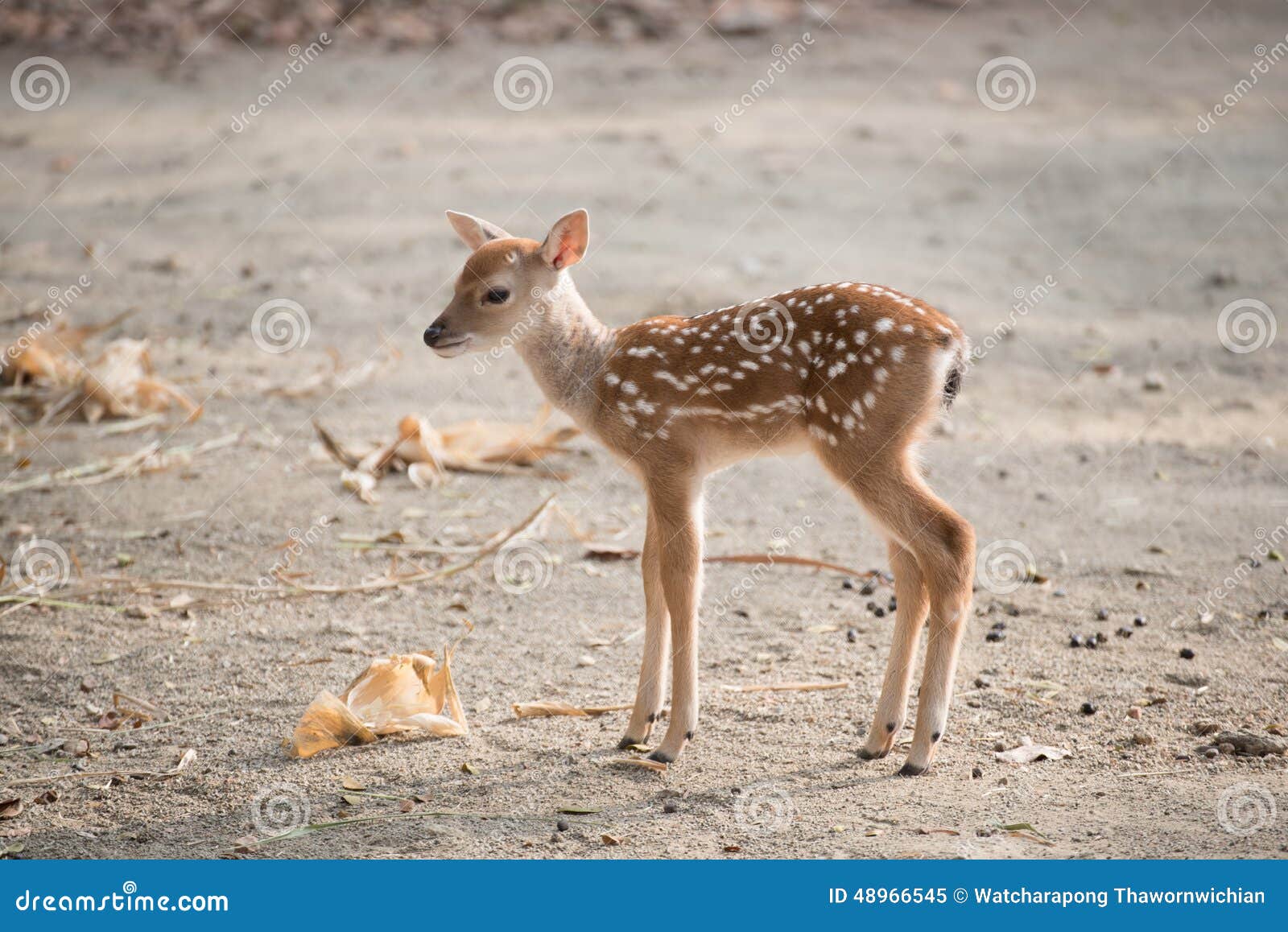 Fawn stock image. Image of exotic, farm, fawn, black - 48966545