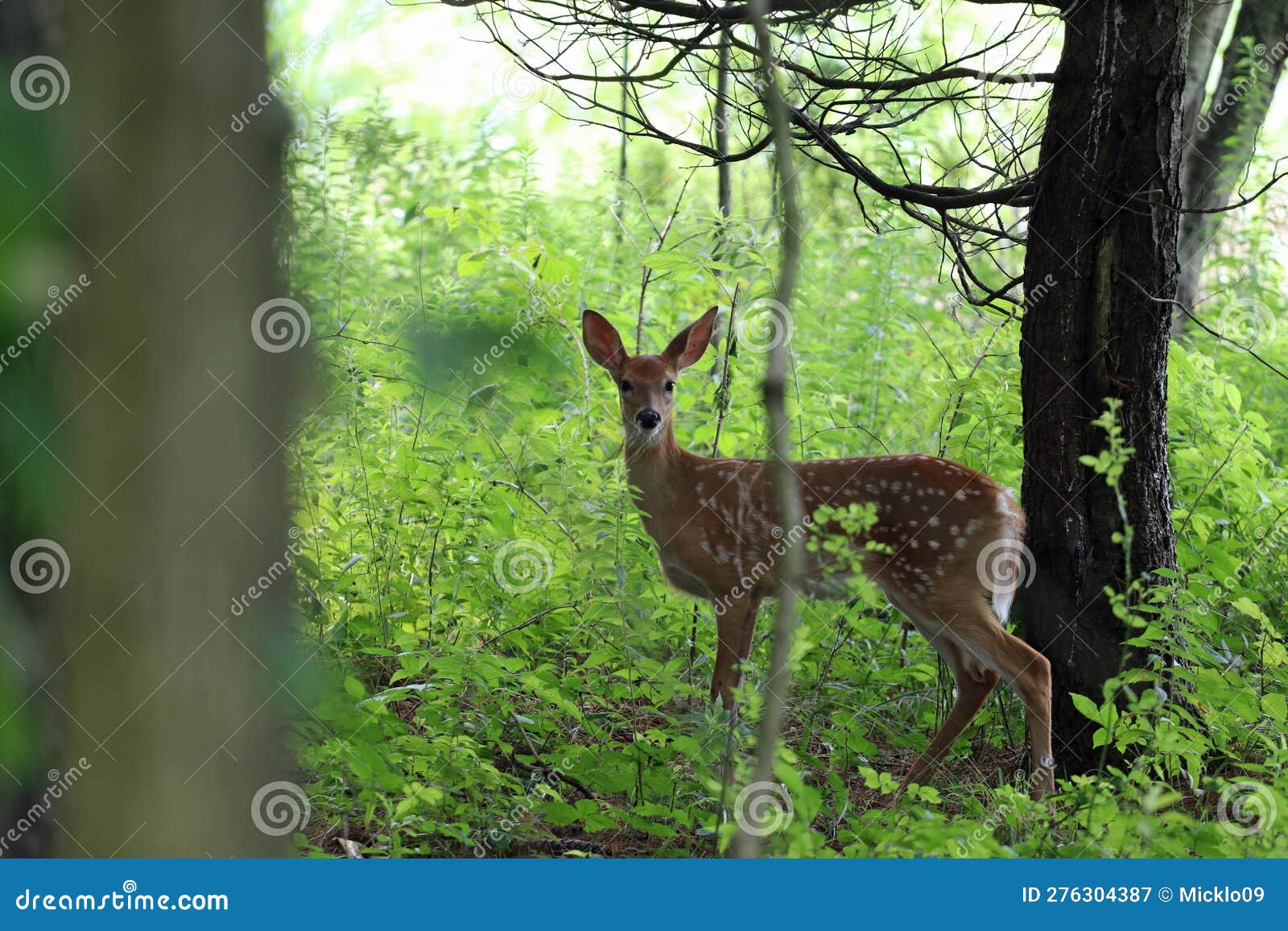 Fawn in the Woods stock image. Image of grassland, forest - 276304387