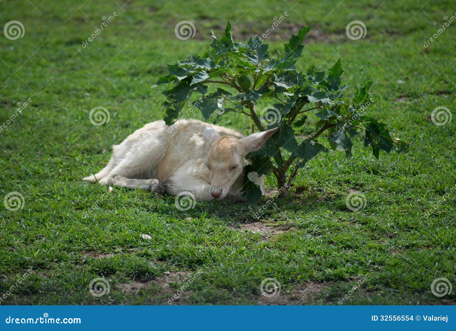 Fawn Taking a Nap stock photo. Image of deer, rest, afternoon - 32556554